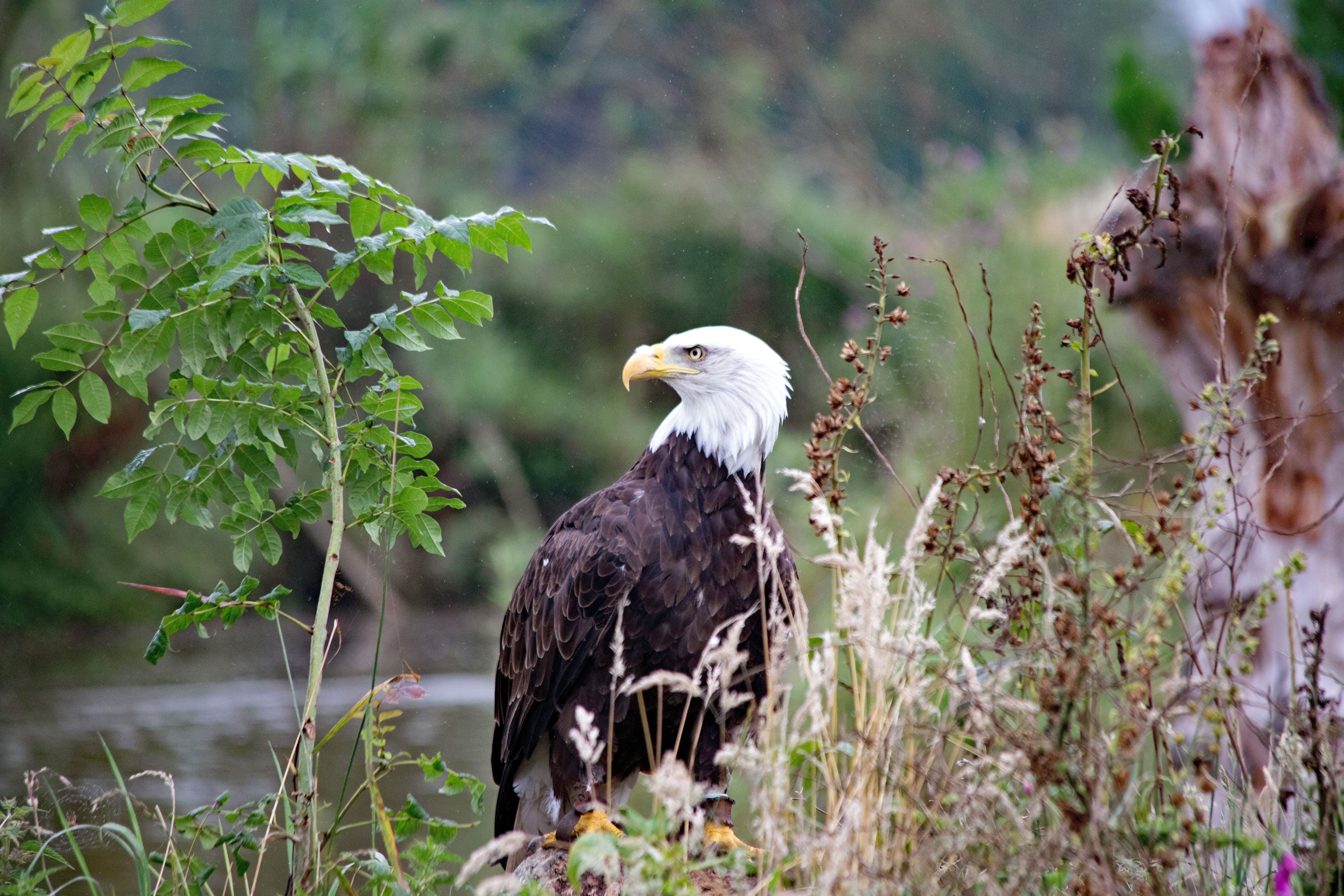 Majestic Bald Eagle in Natural Habitat · Free Stock Photo