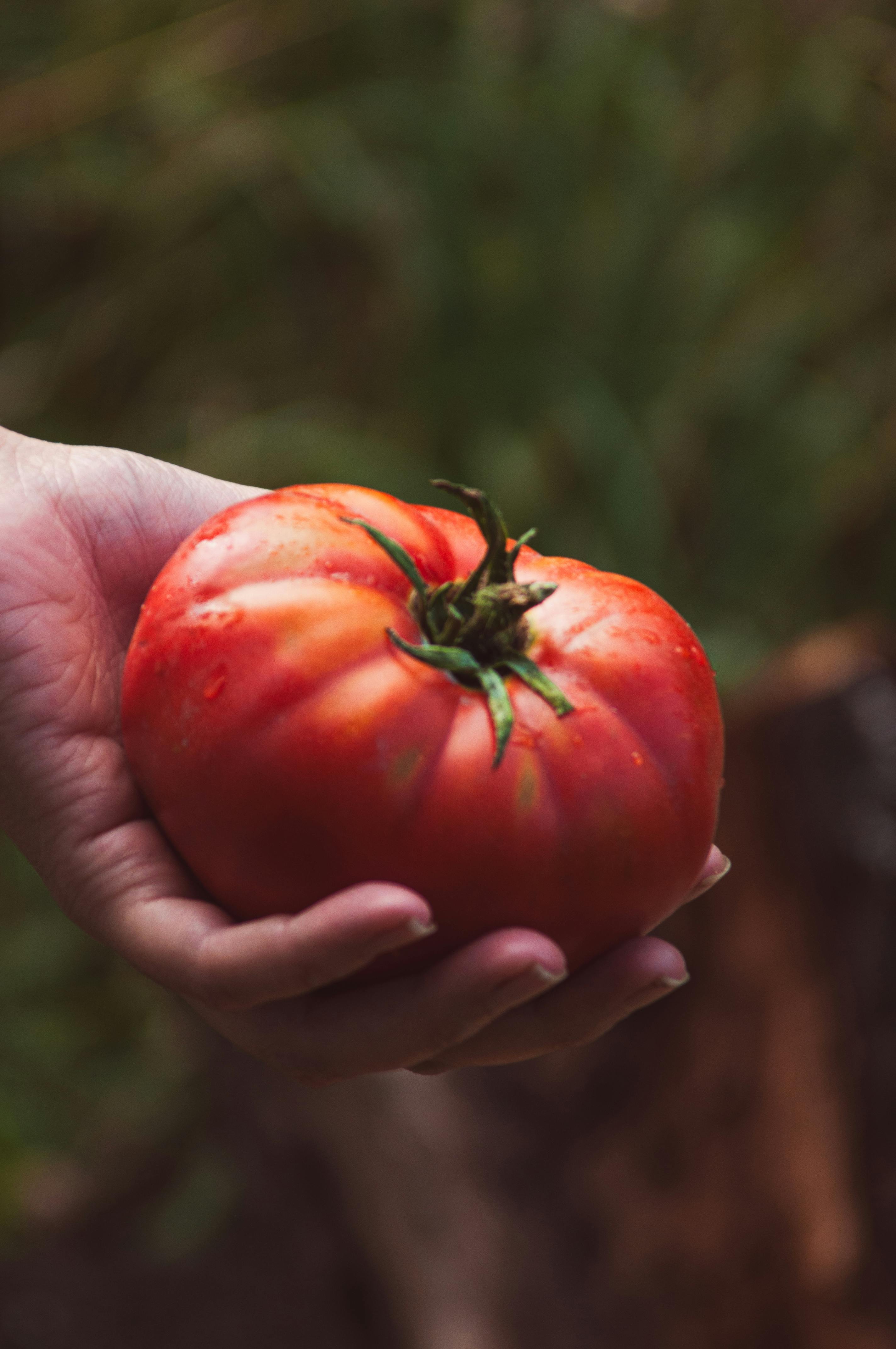 Tomato Gpg Photos, Download The BEST Free Tomato Gpg Stock Photos & HD ...