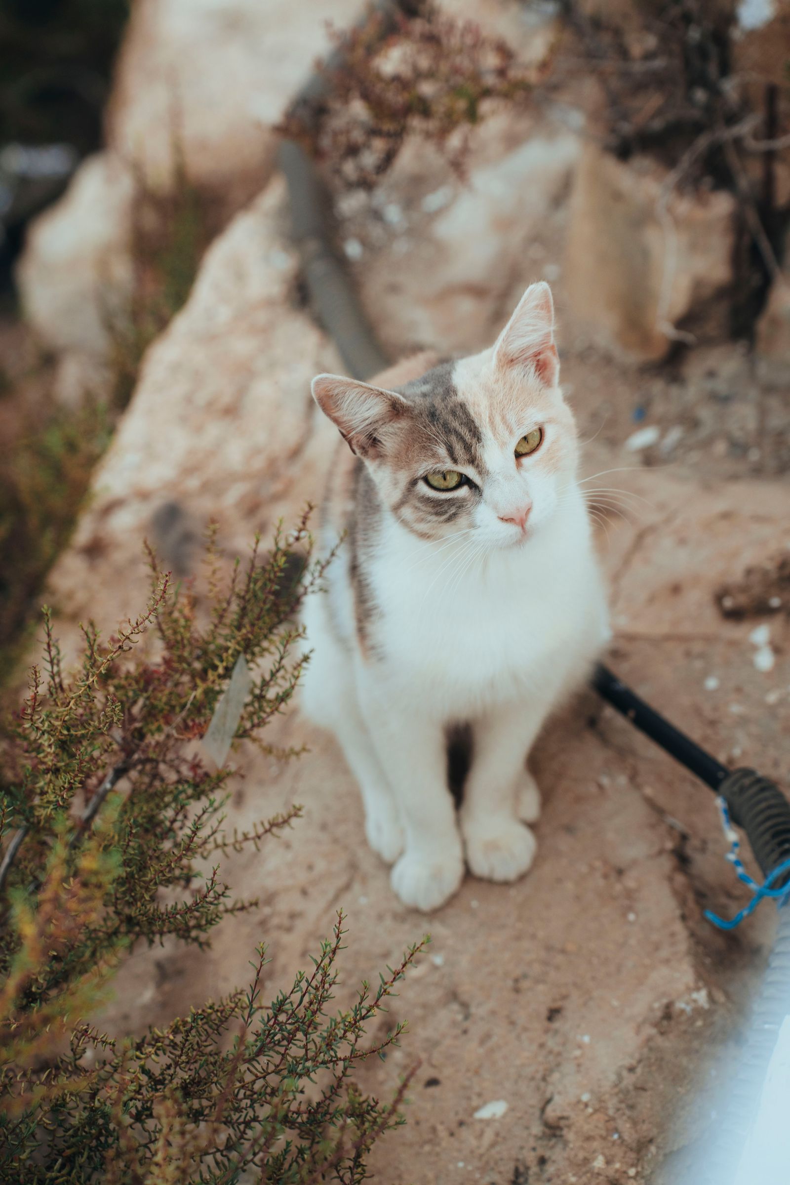 Domestic Animals Photos, Download The BEST Free Domestic Animals Stock ...