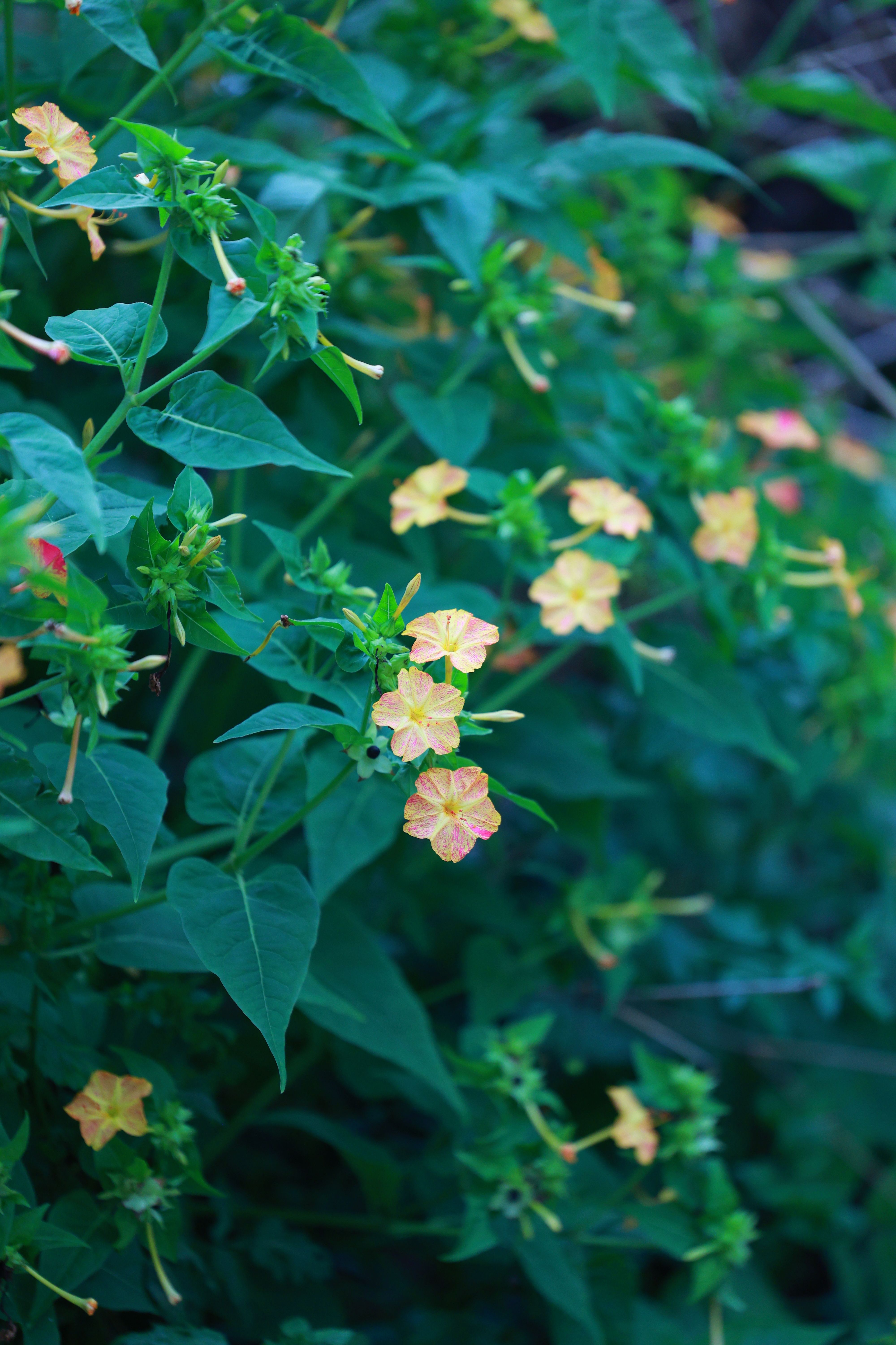 Beautiful Mirabilis Jalapa Flowers in Bloom · Free Stock Photo