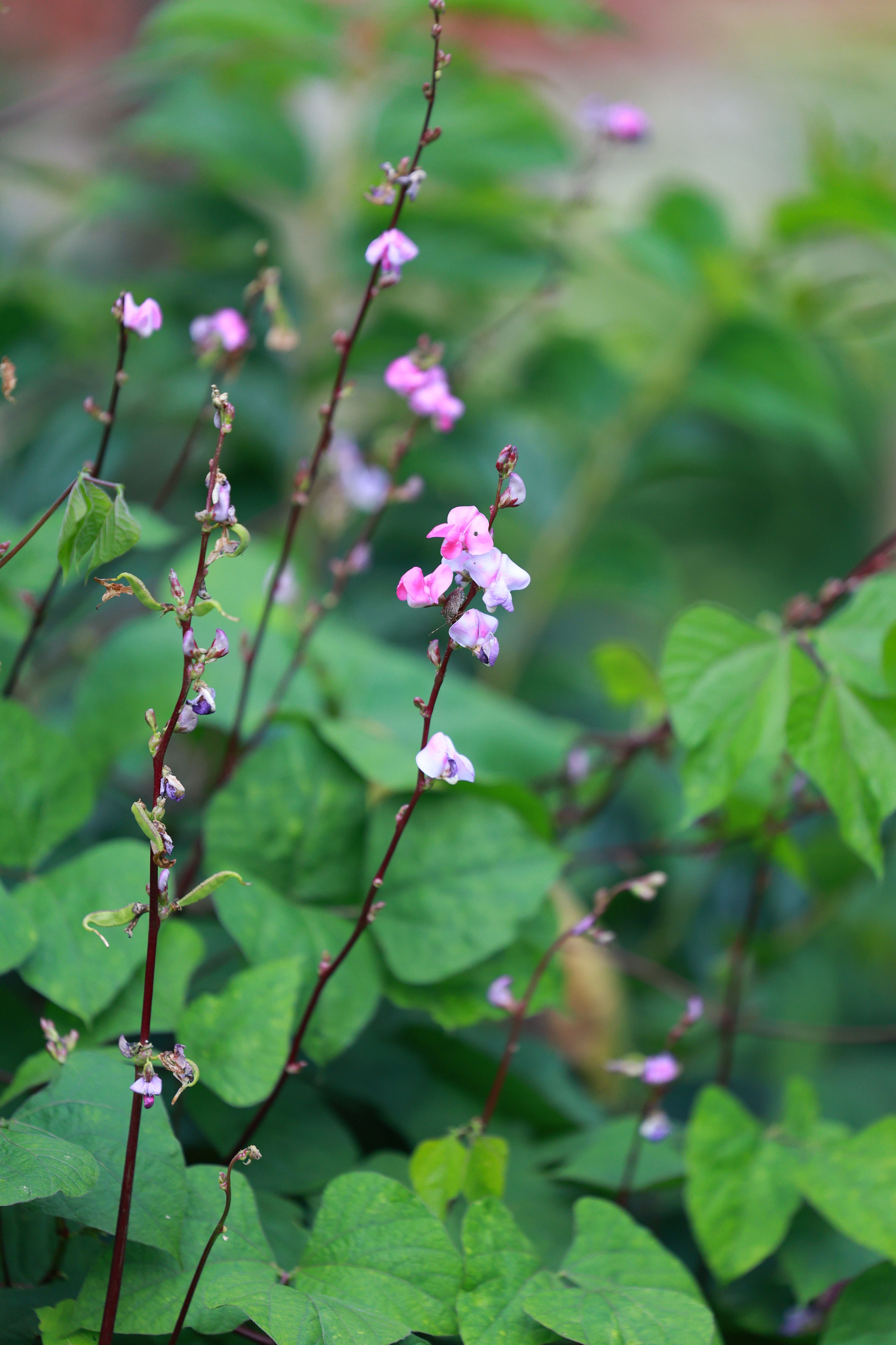 Blooming Pink Flowers in Lush Greenery · Free Stock Photo