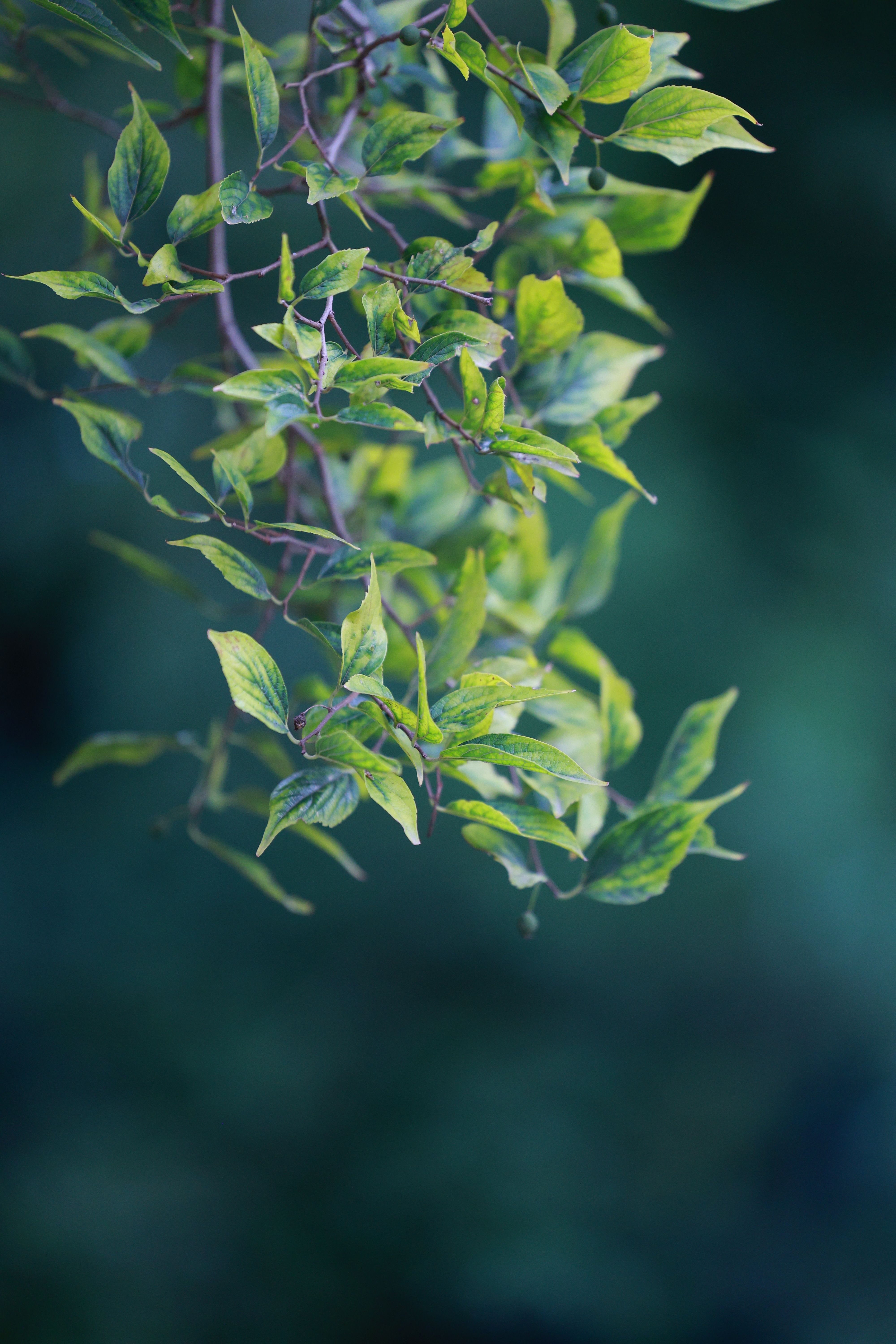 Vibrant Green Budding Branch in Springtime · Free Stock Photo