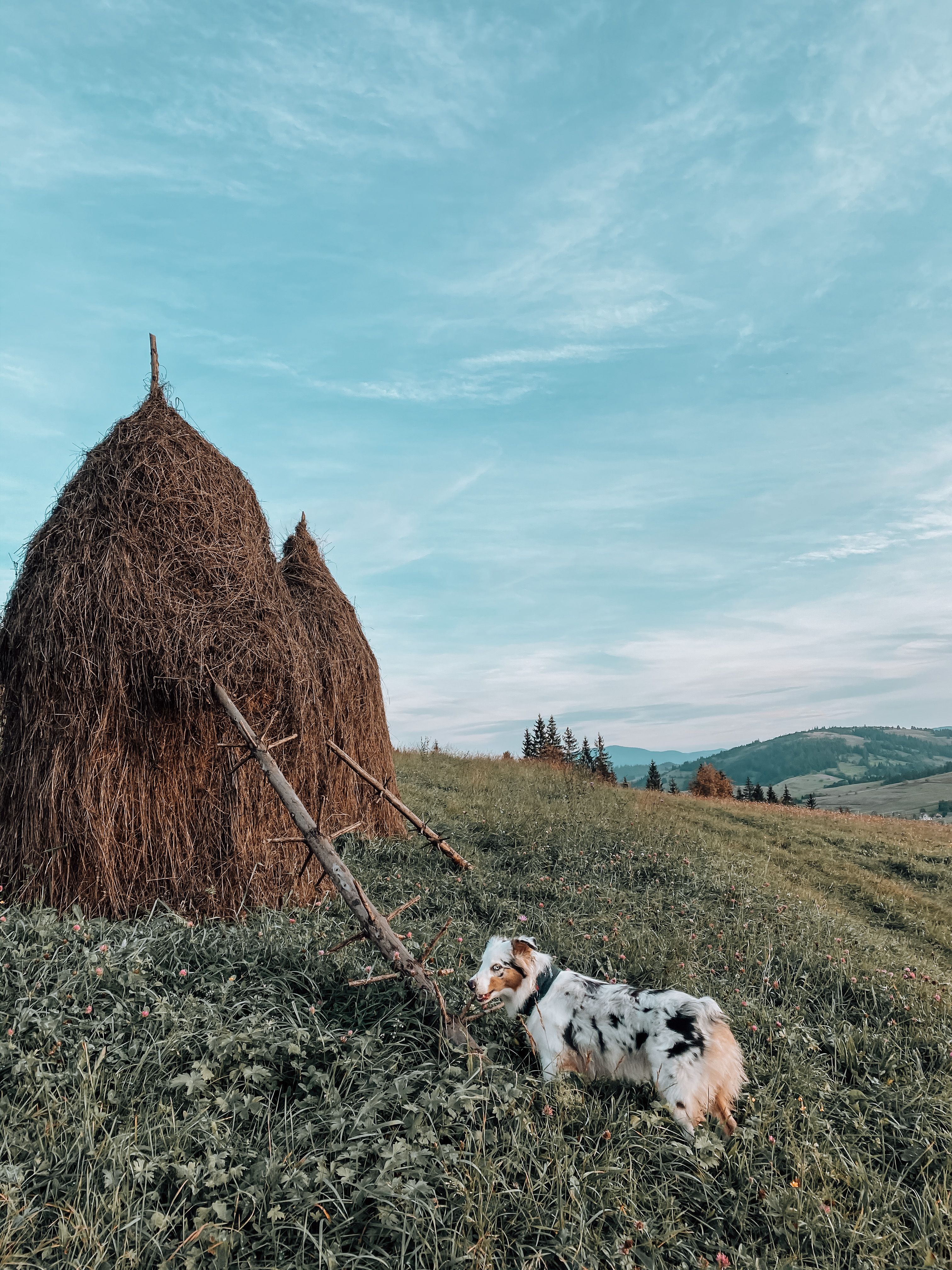 Australian Shepherd by Haystacks in Mountain Landscape · Free Stock Photo