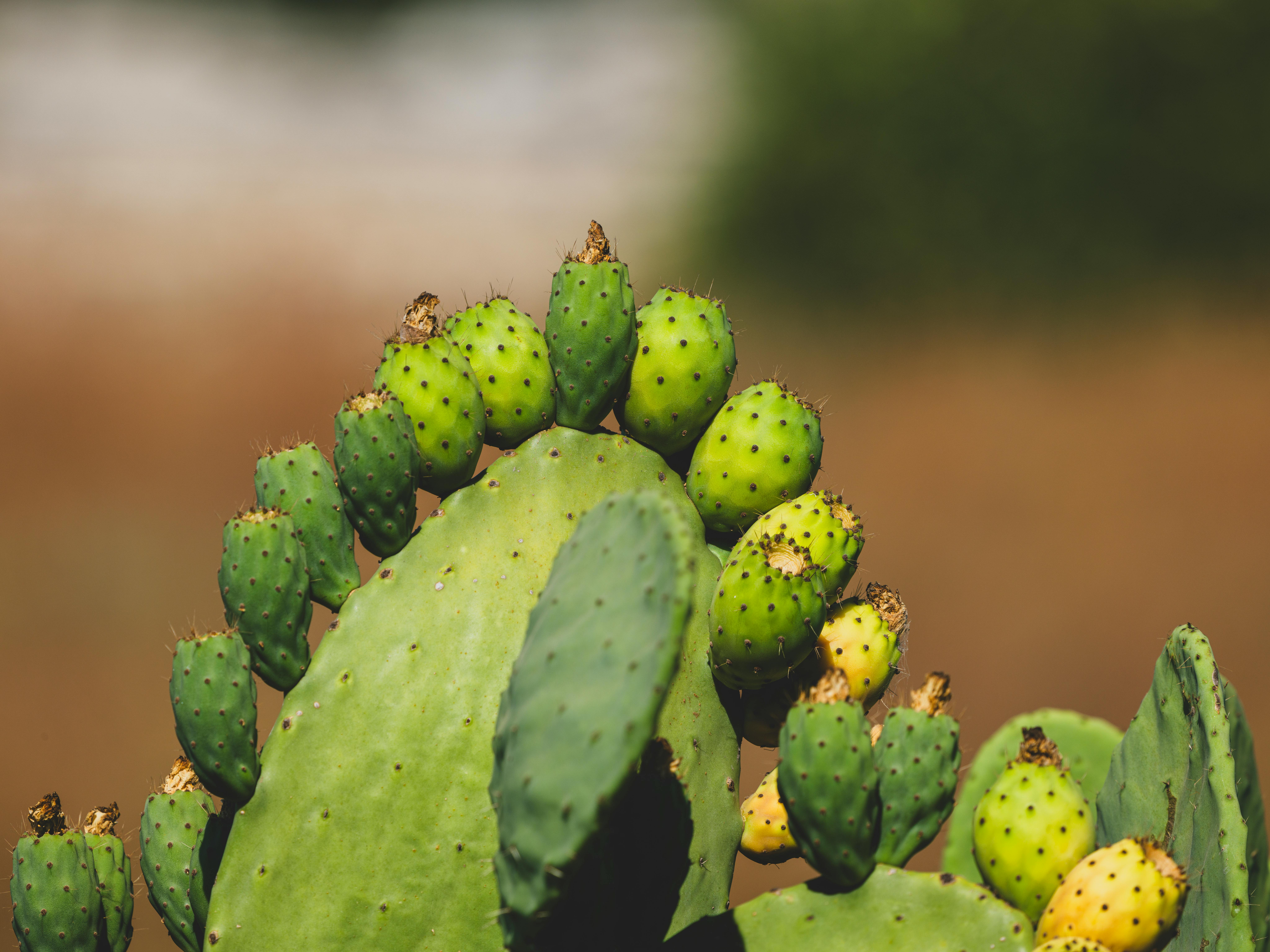 Pad Vuori Photos, Download The BEST Free Pad Vuori Stock Photos & HD Images