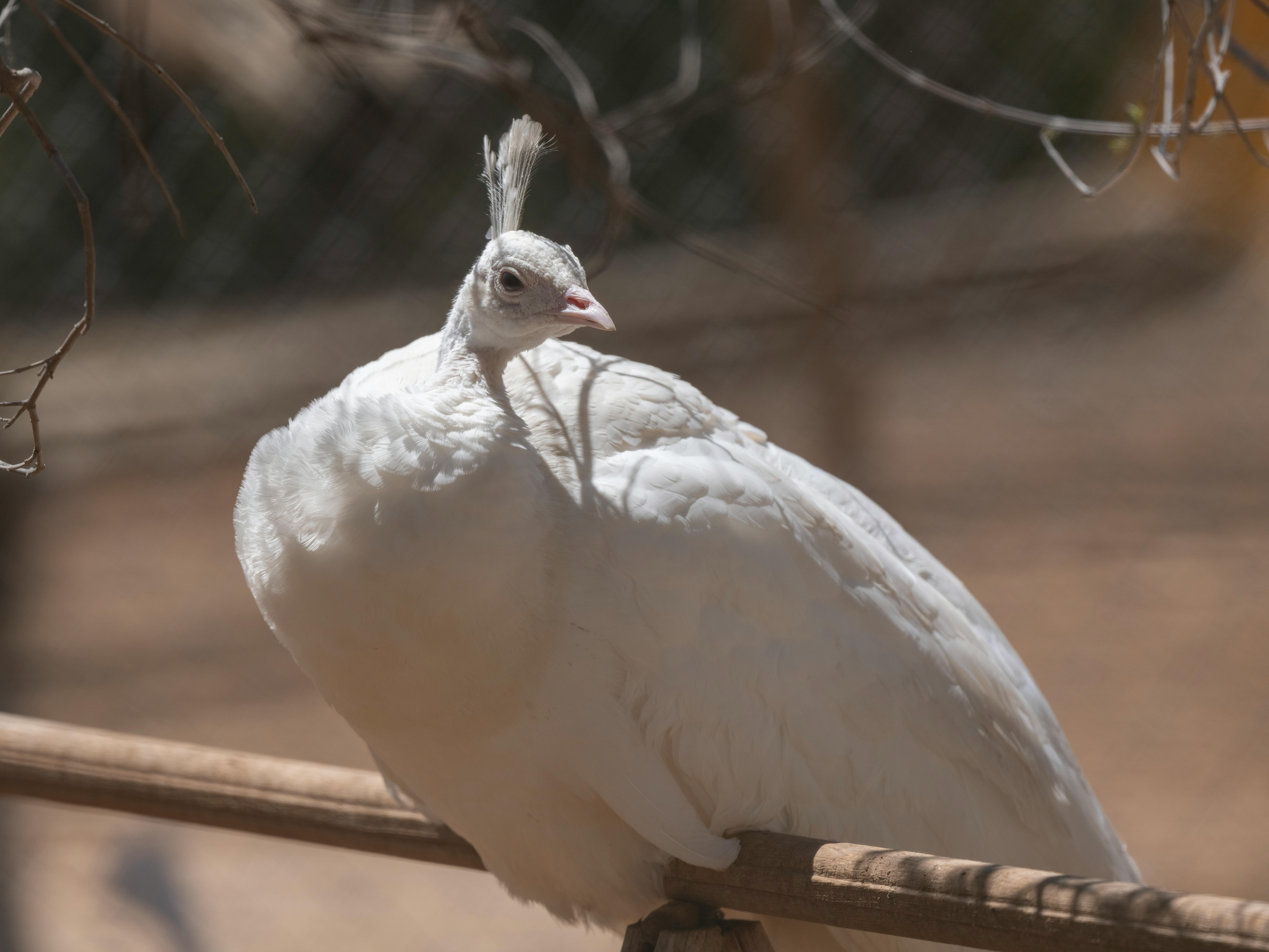 Aviary โมโนมอเตอร์ Photos, Download The BEST Free Aviary โมโนมอเตอร์ ...