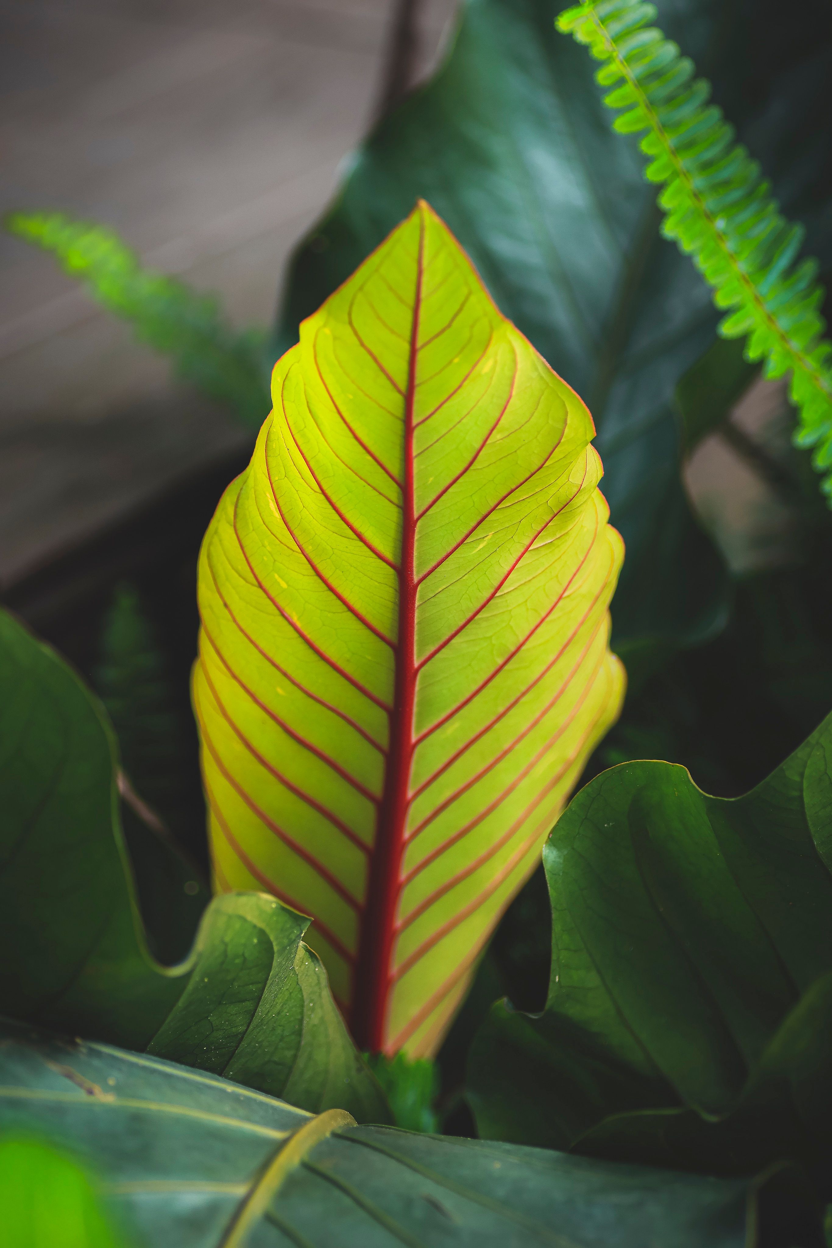 Close-Up of Vibrant Leaf with Red Veins · Free Stock Photo