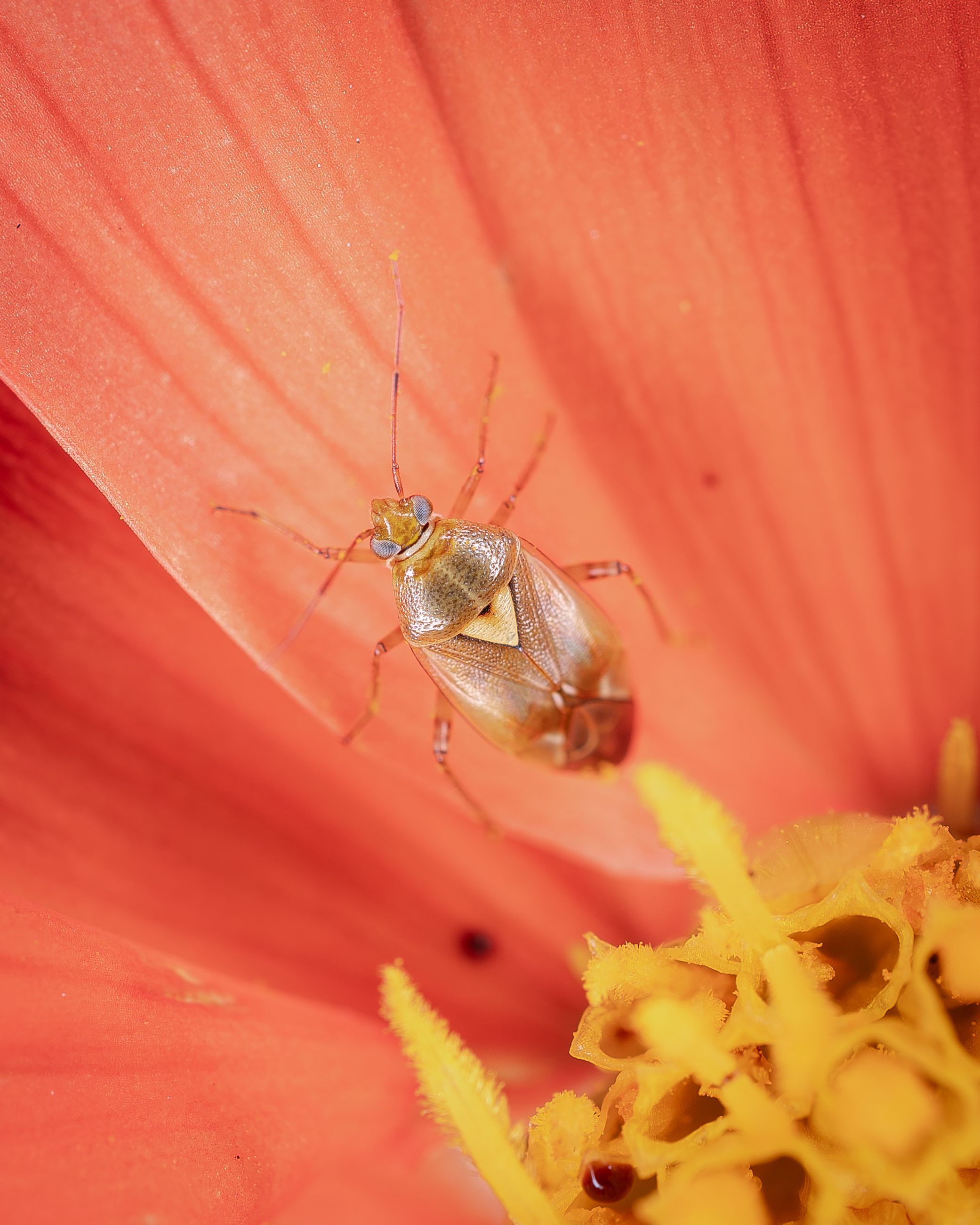 Close-up of Shield Bug on Vibrant Flower · Free Stock Photo