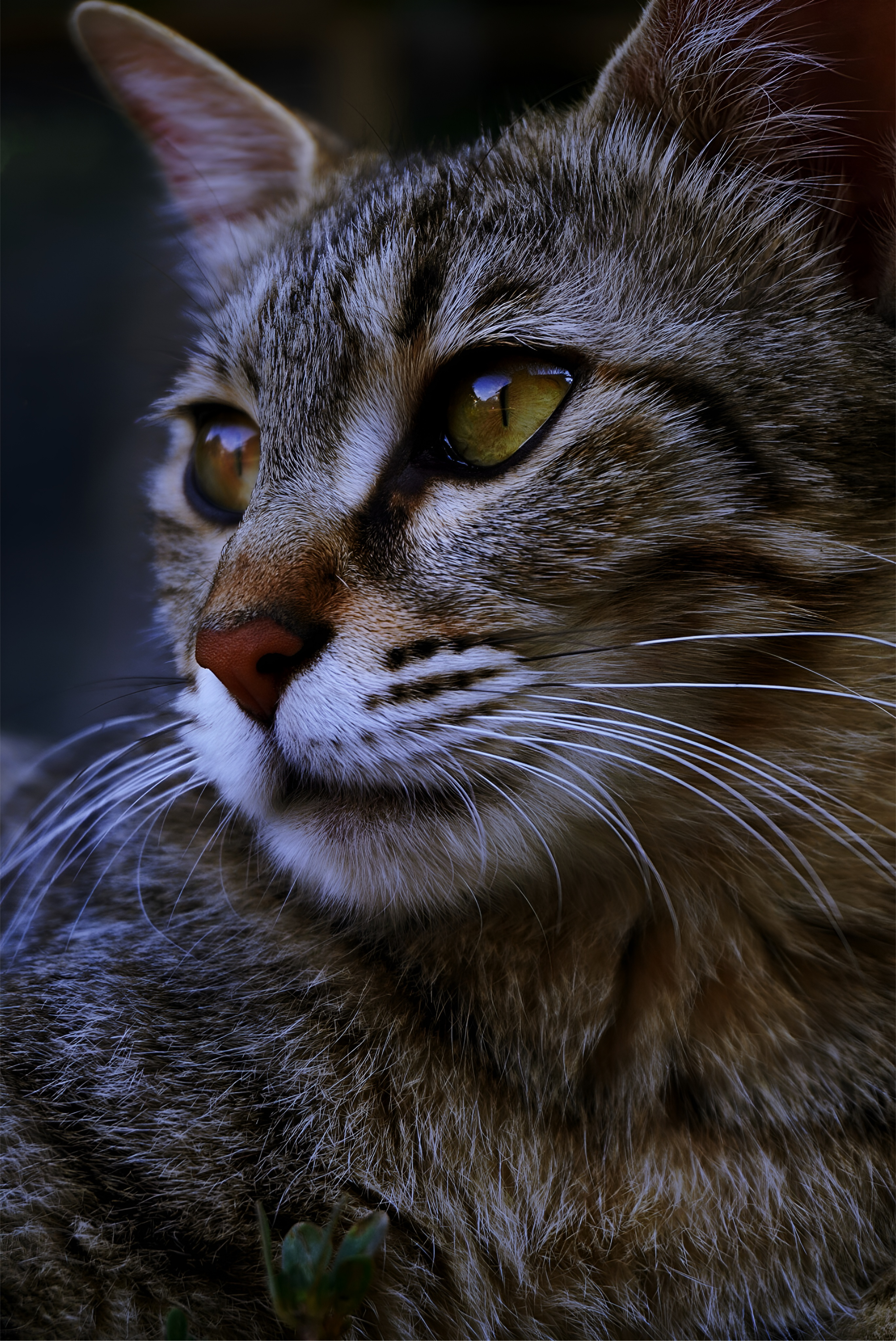 Kitten Cats Photos, Download The BEST Free Kitten Cats Stock Photos ...