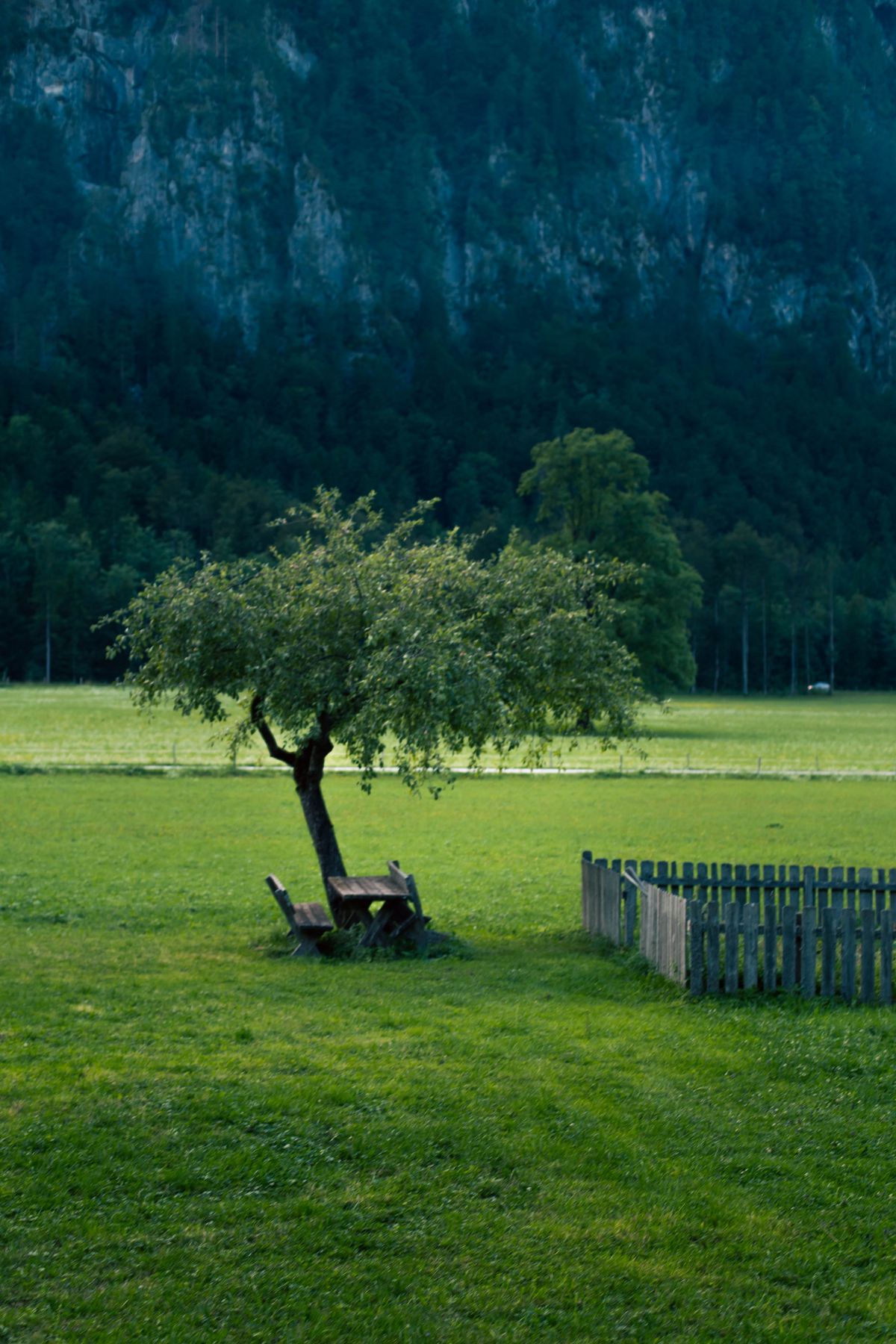 Azaelea Tree Photos, Download The BEST Free Azaelea Tree Stock Photos ...