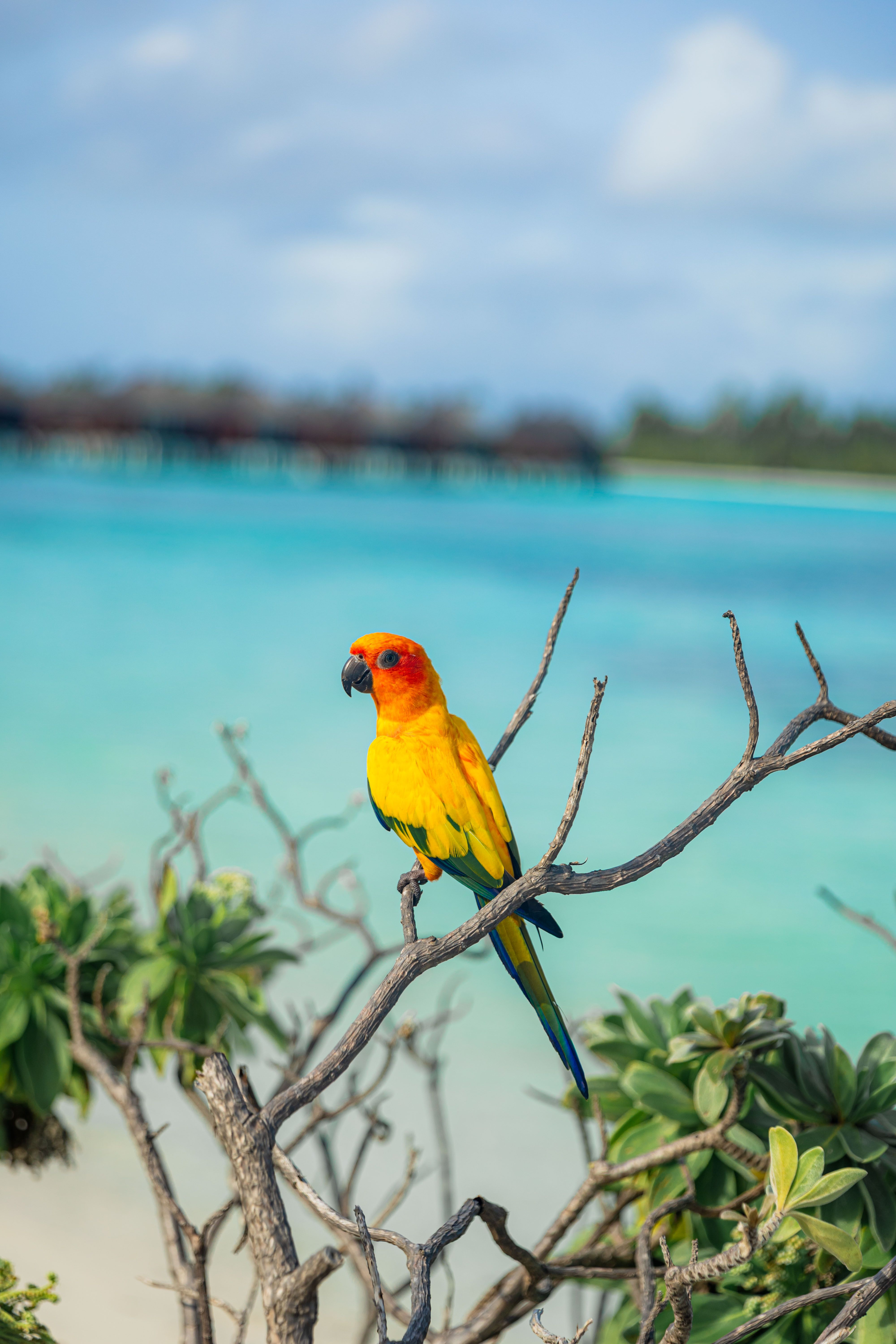 Vibrant Parrot Perched by Tropical Ocean · Free Stock Photo