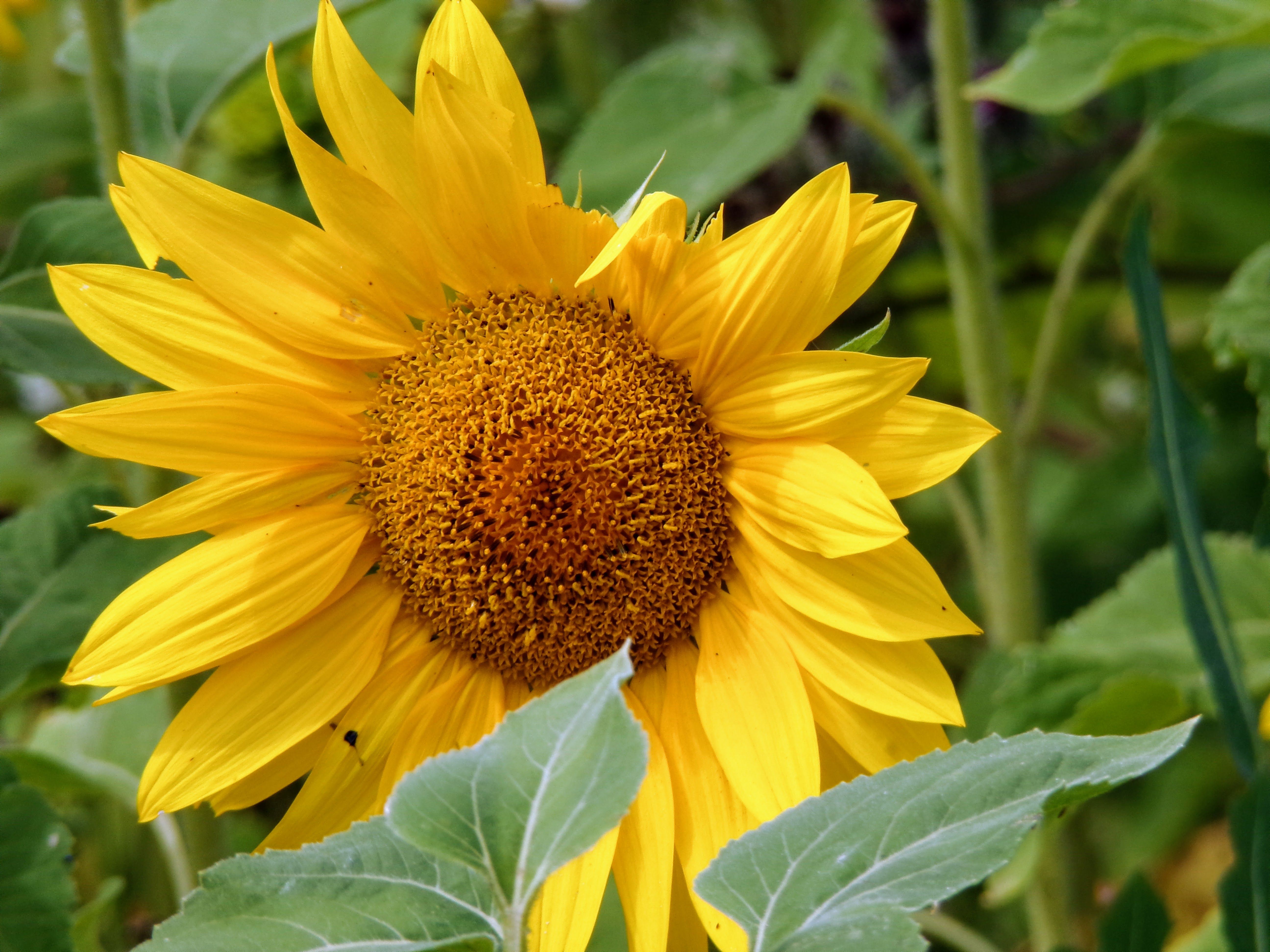 Flower Flower Annual Photos, Download The BEST Free Flower Flower ...