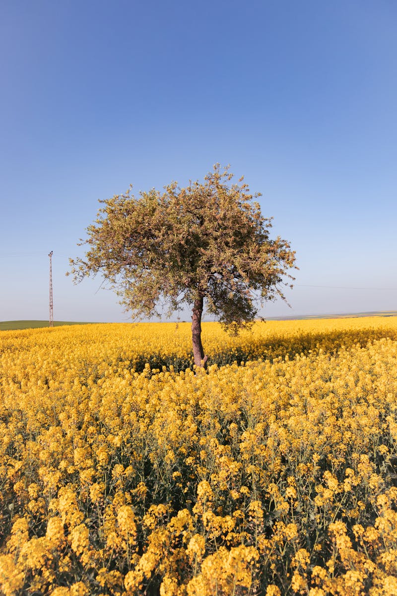 Mustard Tree Photos, Download The BEST Free Mustard Tree Stock Photos ...