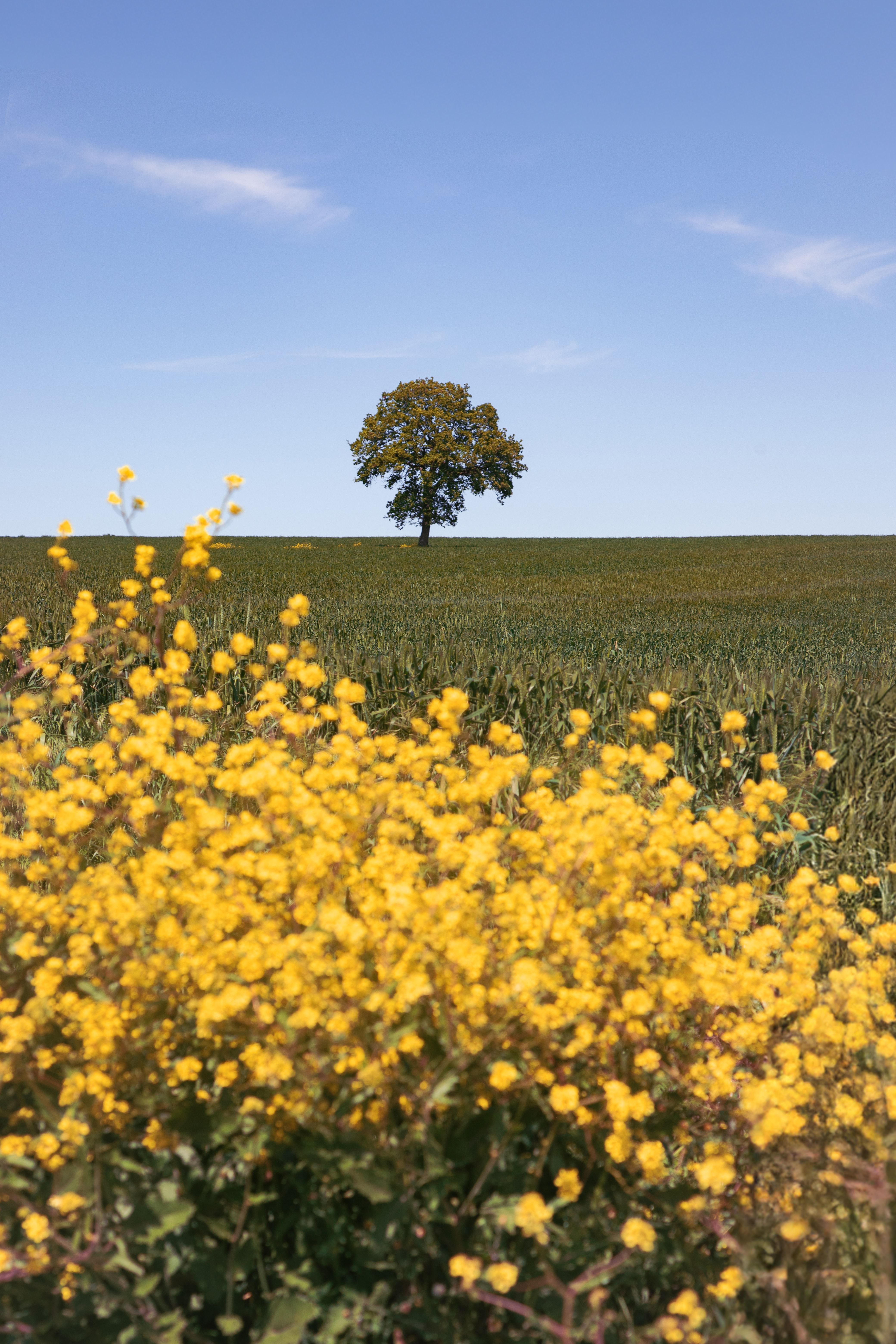 Serene Spring Landscape with Yellow Blossoms · Free Stock Photo