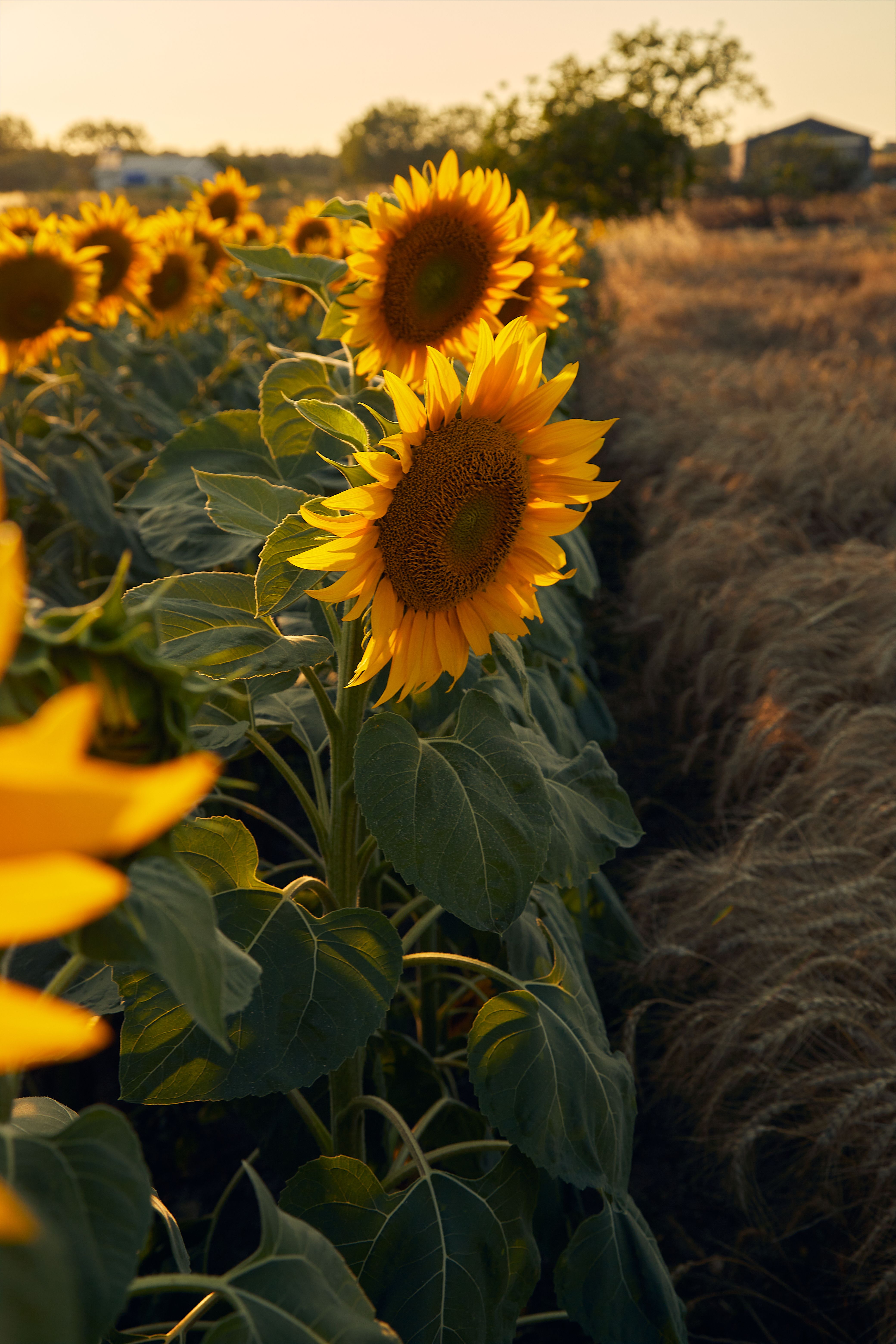 Sunlit Sunflower Field at Golden Hour in Turkey · Free Stock Photo