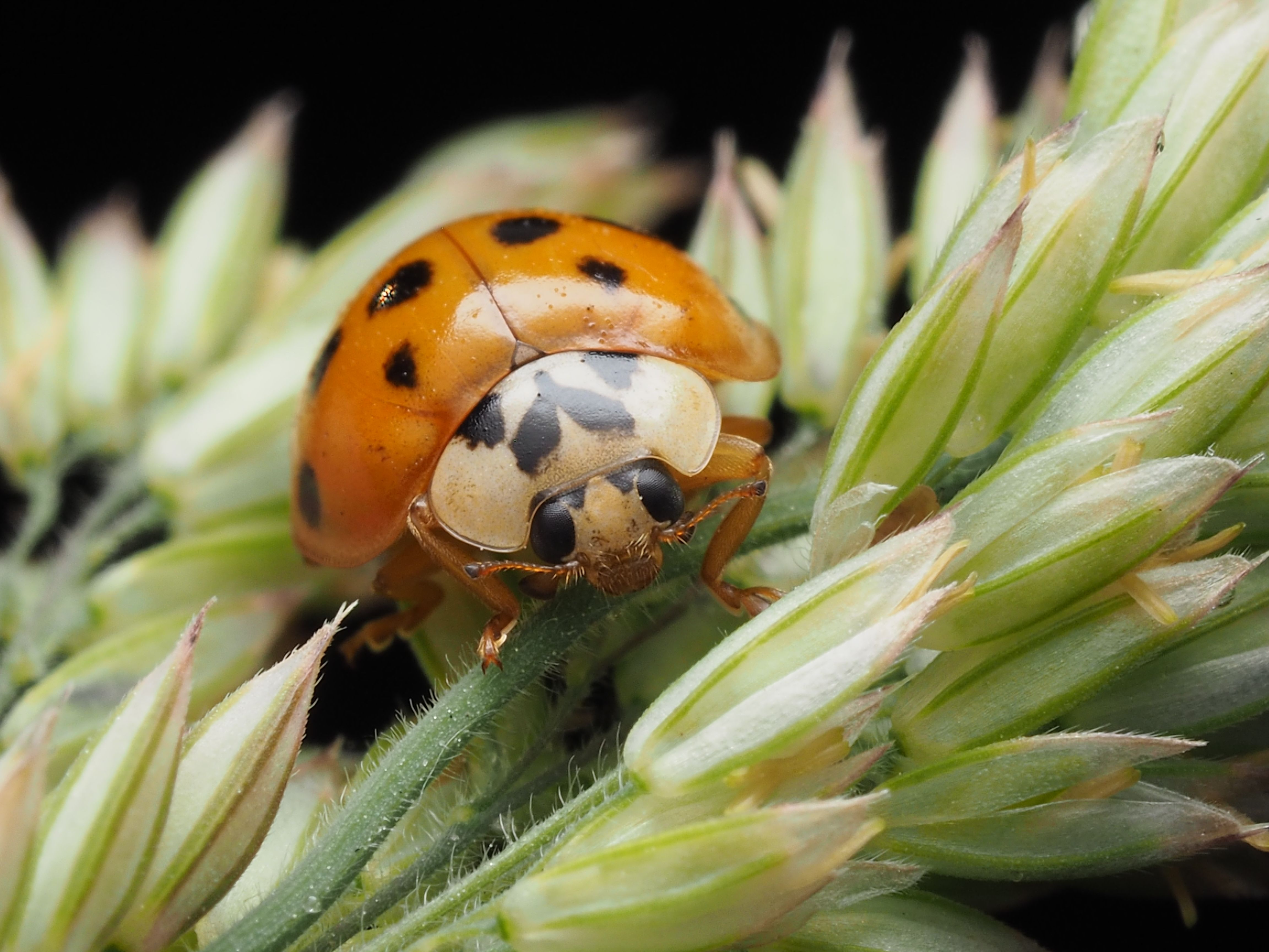 Close-up of a Ladybird on Green Plant · Free Stock Photo