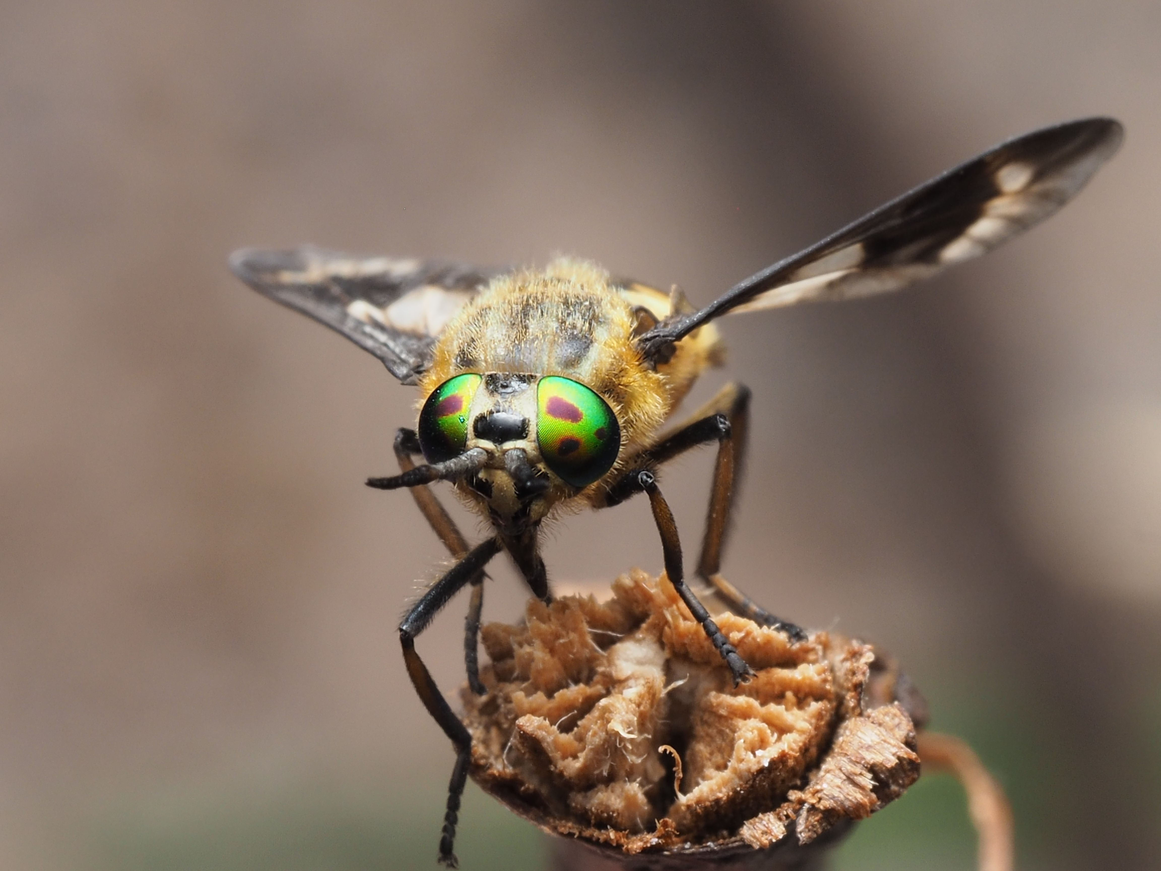 Close-Up of Vibrant-Eyed Fly in Macro Photography · Free Stock Photo