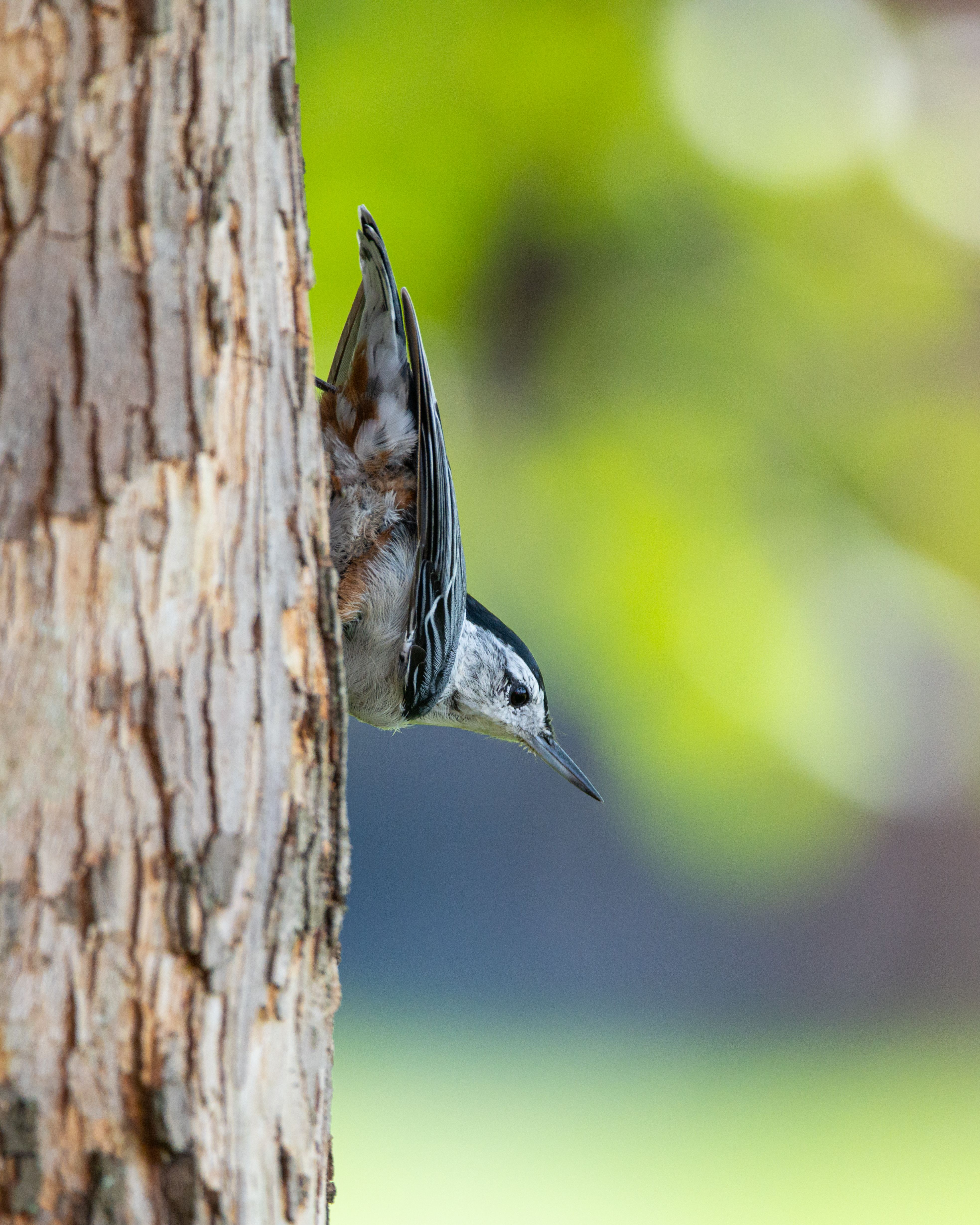 White-Breasted Nuthatch on a Tree Trunk · Free Stock Photo
