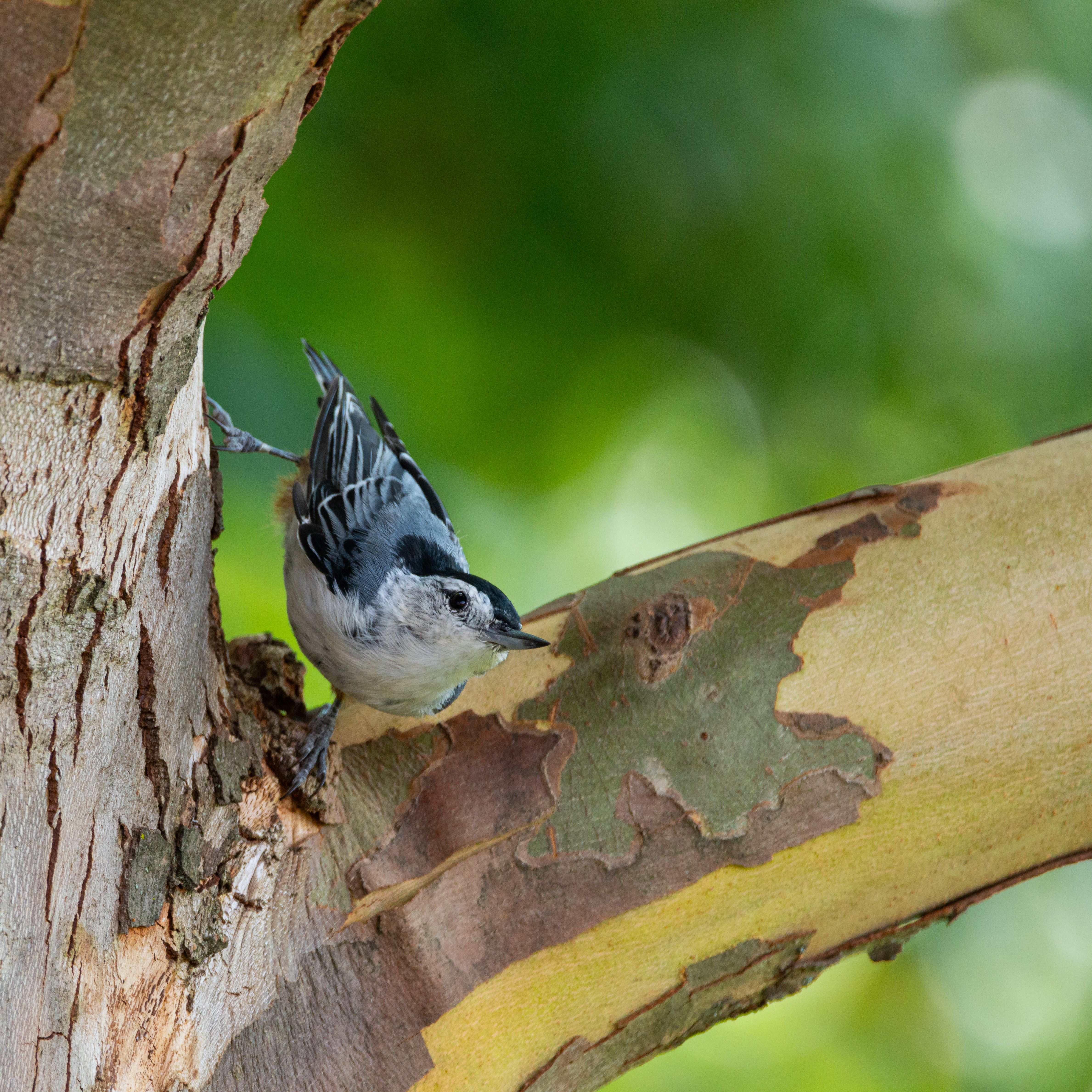 White-Breasted Nuthatch on Sycamore Tree Branch · Free Stock Photo