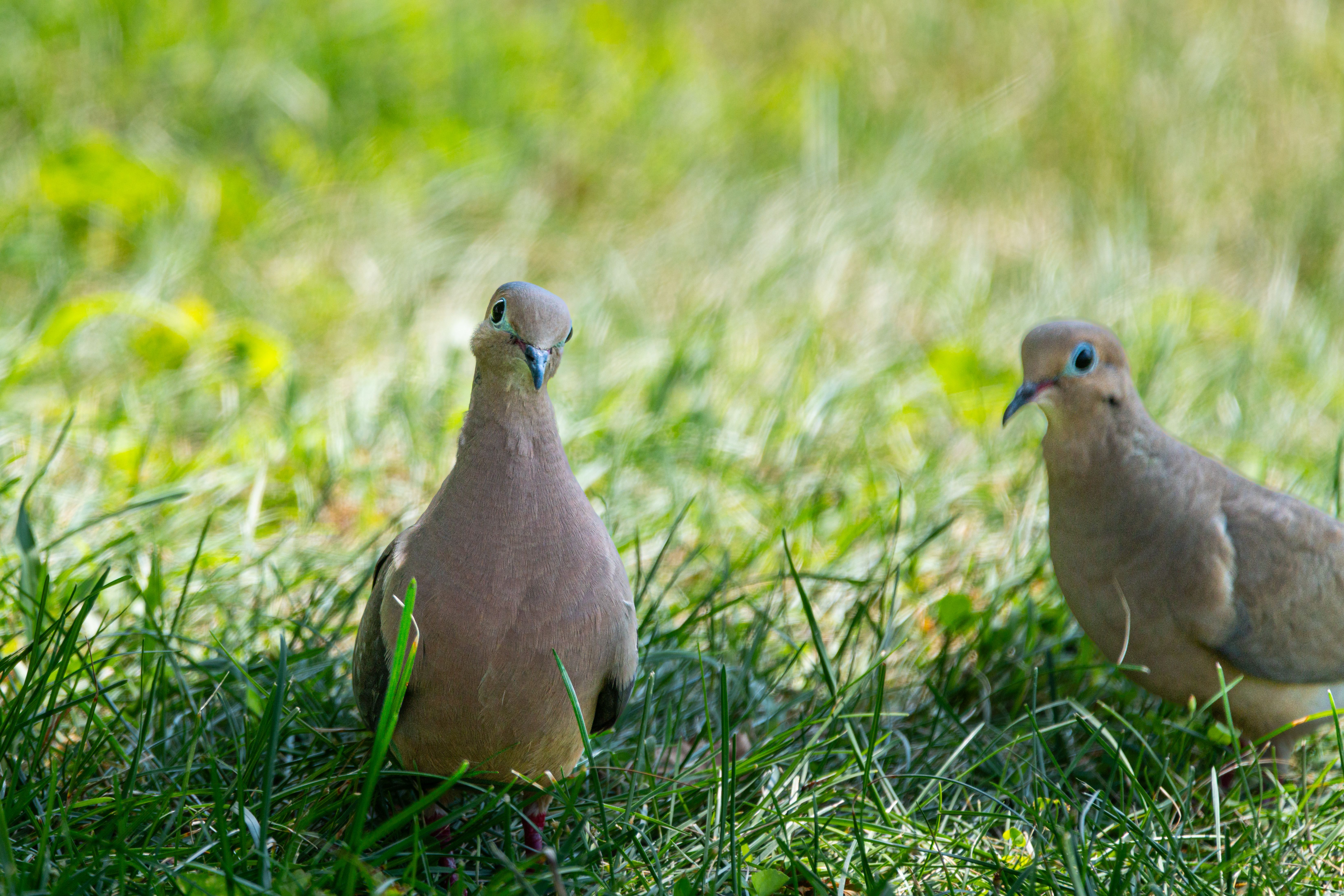 Two Mourning Doves in a Lush Green Field · Free Stock Photo
