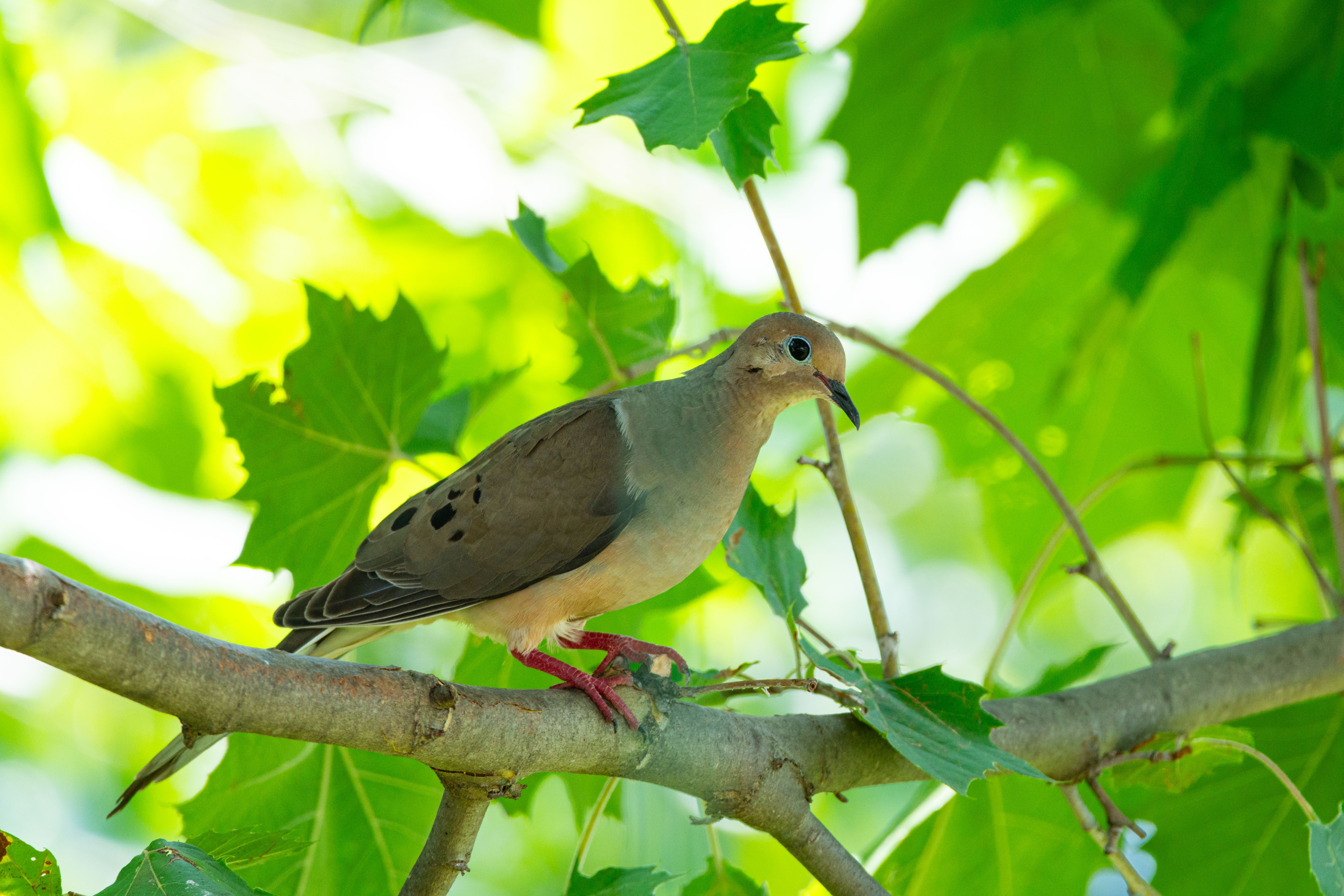 Emotional Bird Photos, Download The BEST Free Emotional Bird Stock ...