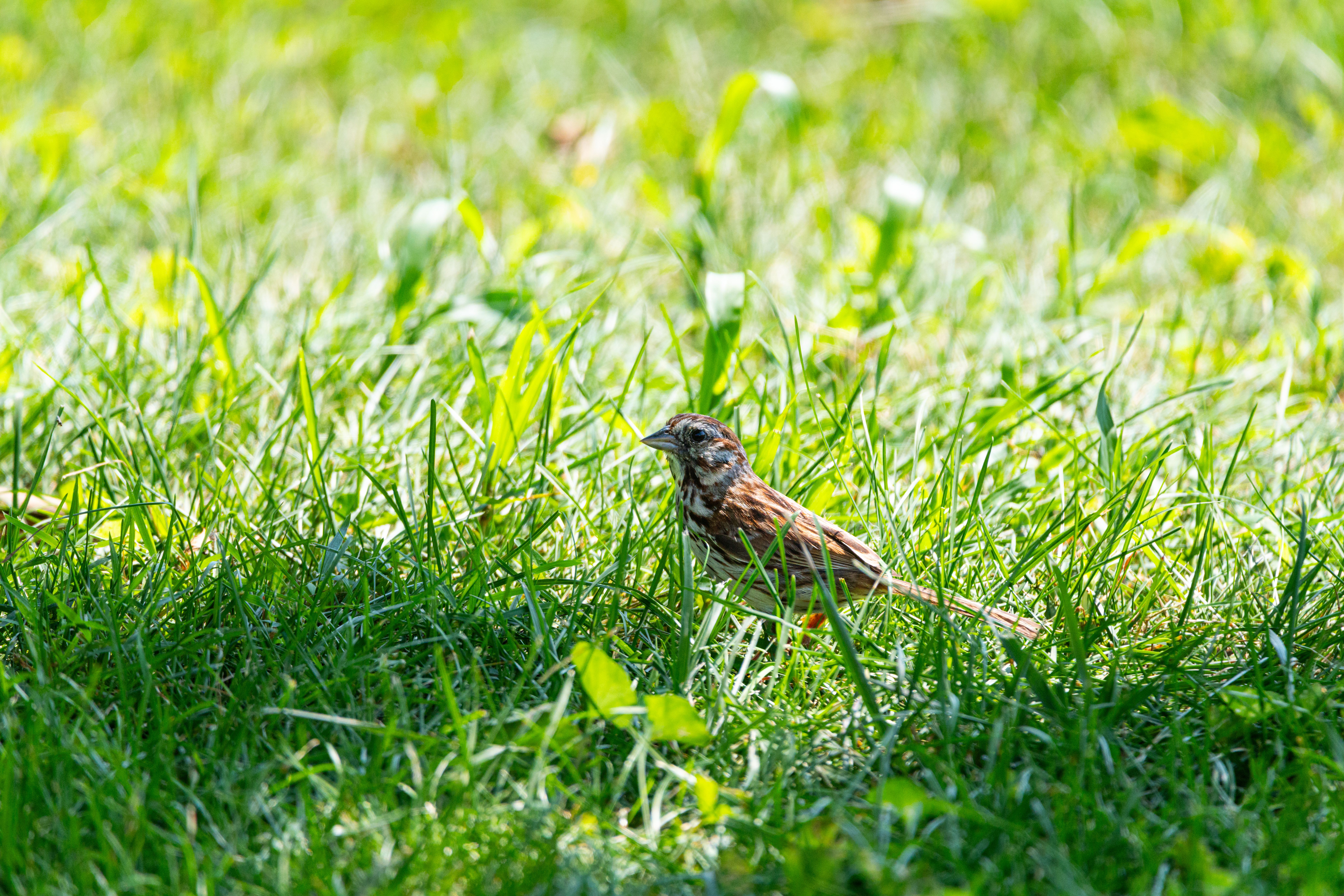 Song Sparrow in Lush Green Grass Outdoors · Free Stock Photo