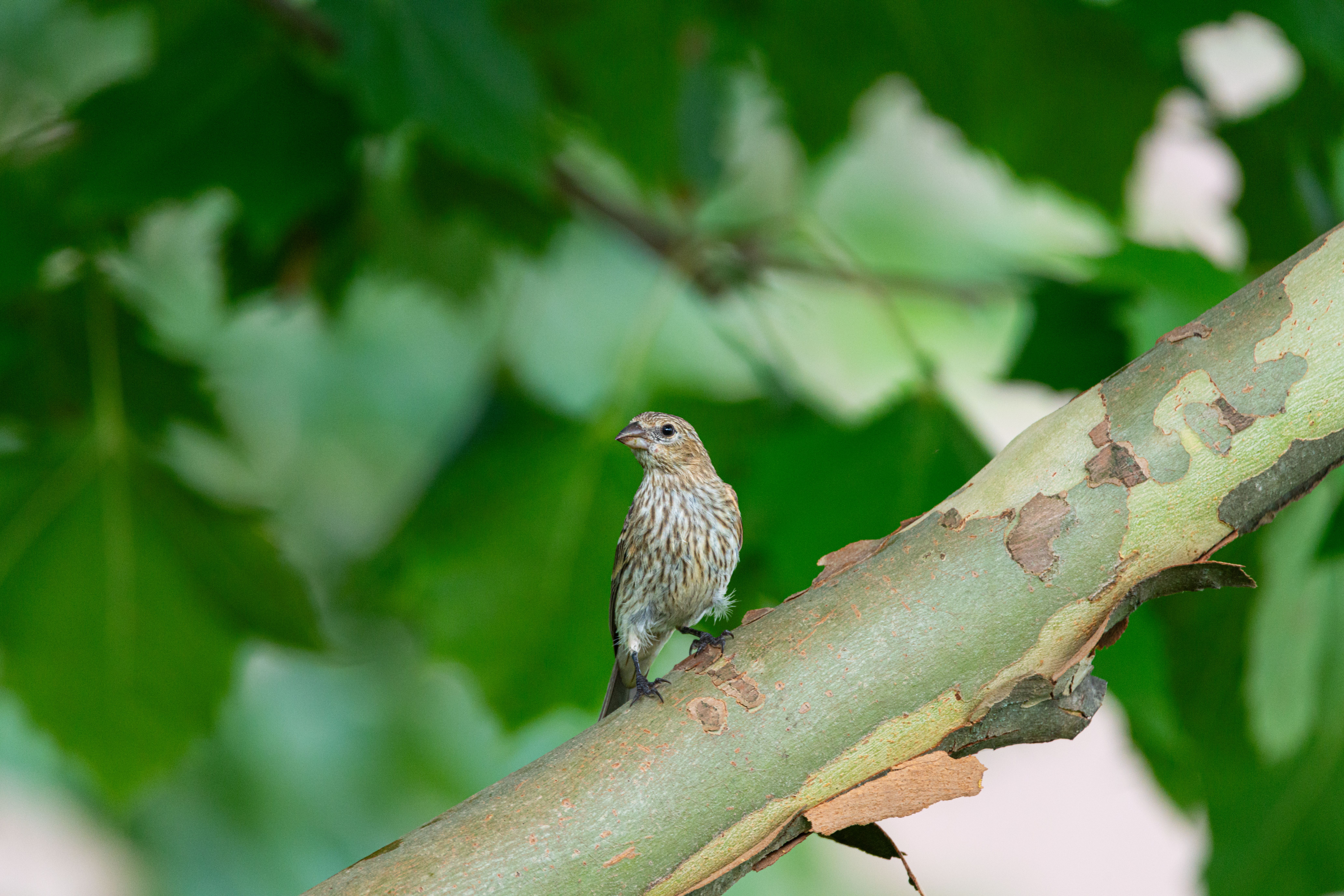 Bird Perched · Free Stock Photo