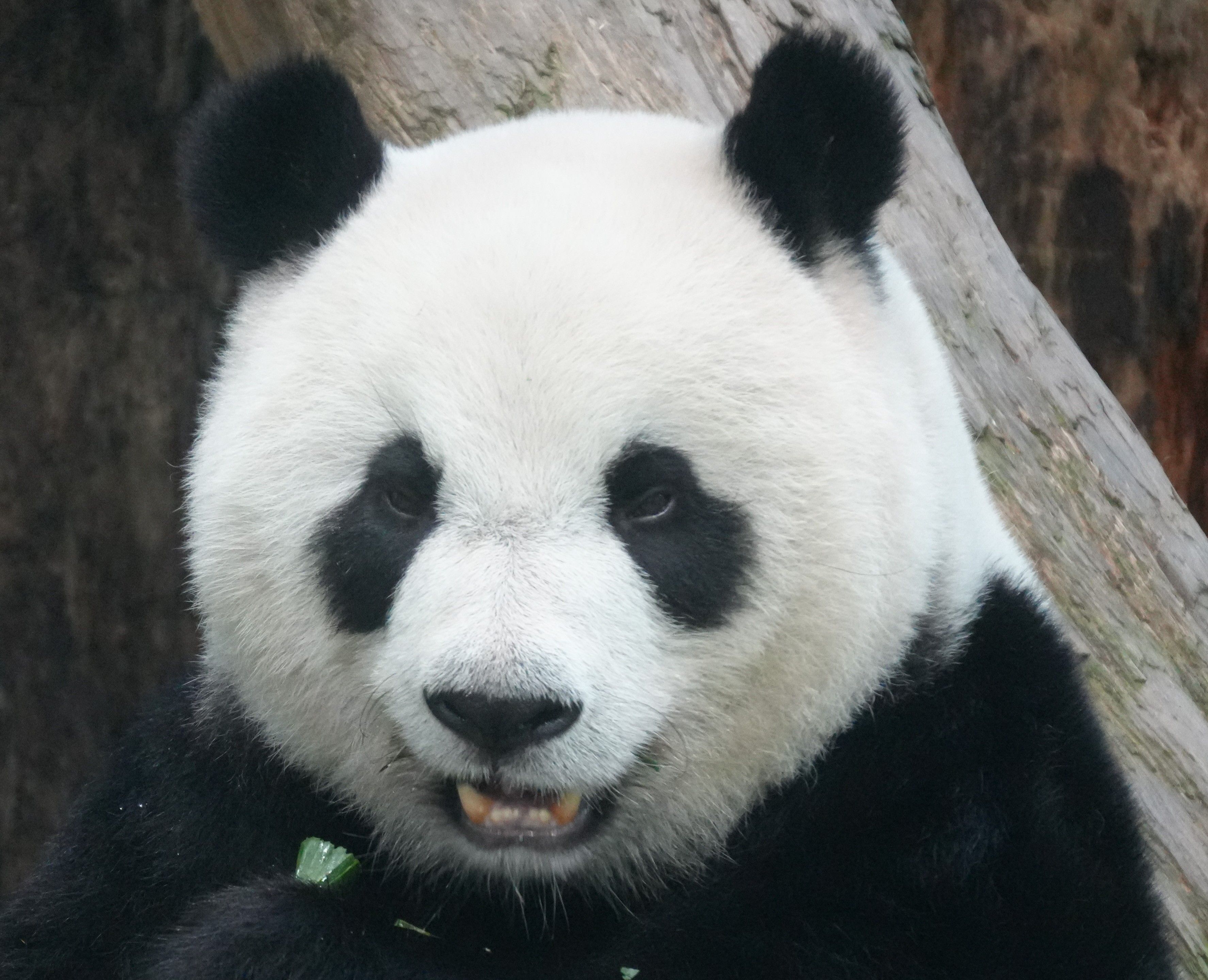 Panda Face Photos, Download The BEST Free Panda Face Stock Photos & HD ...