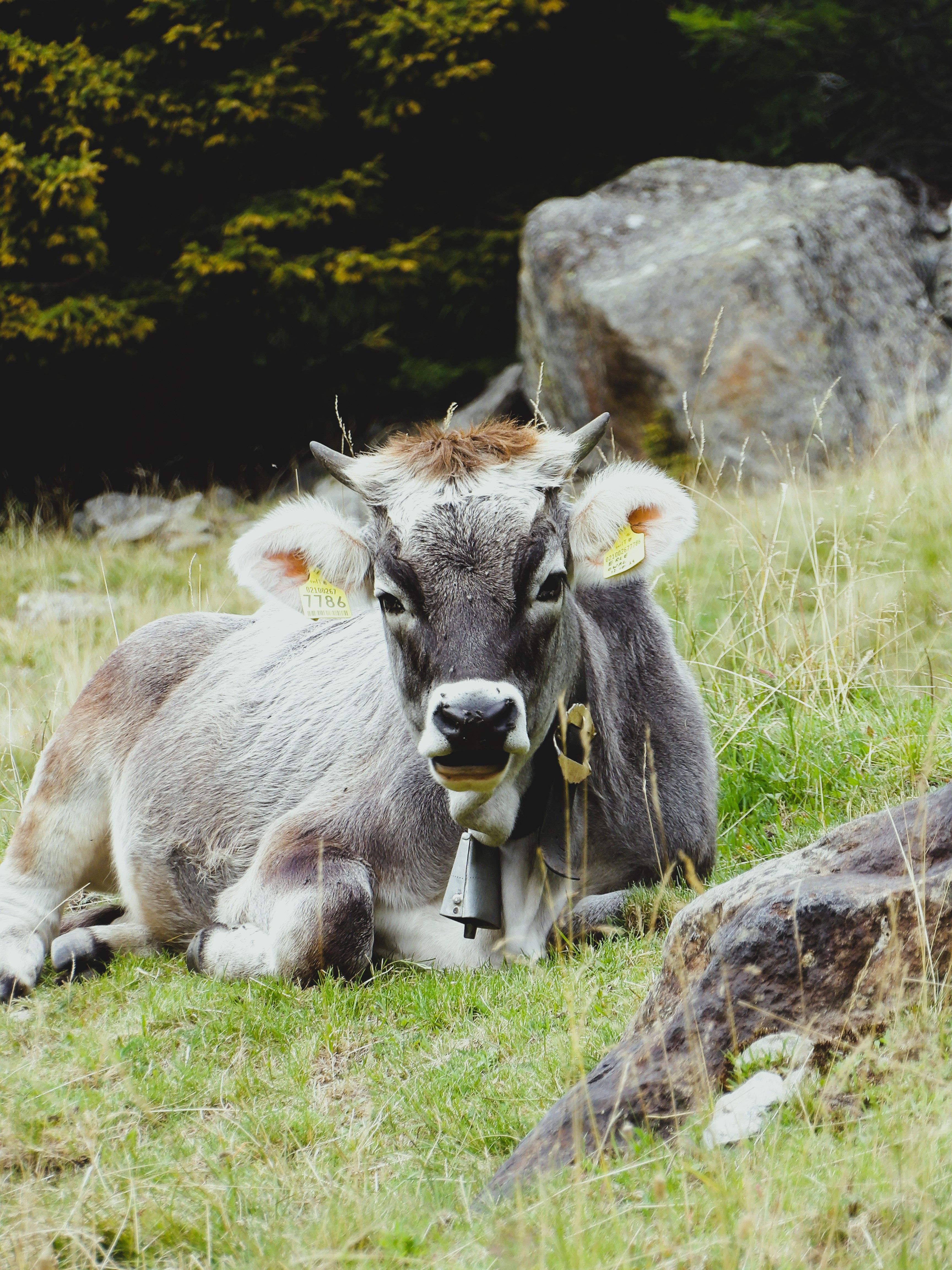 300+ Imgsrc.ru+pic Bilder und Fotos · Kostenlos Downloaden · Pexels ...