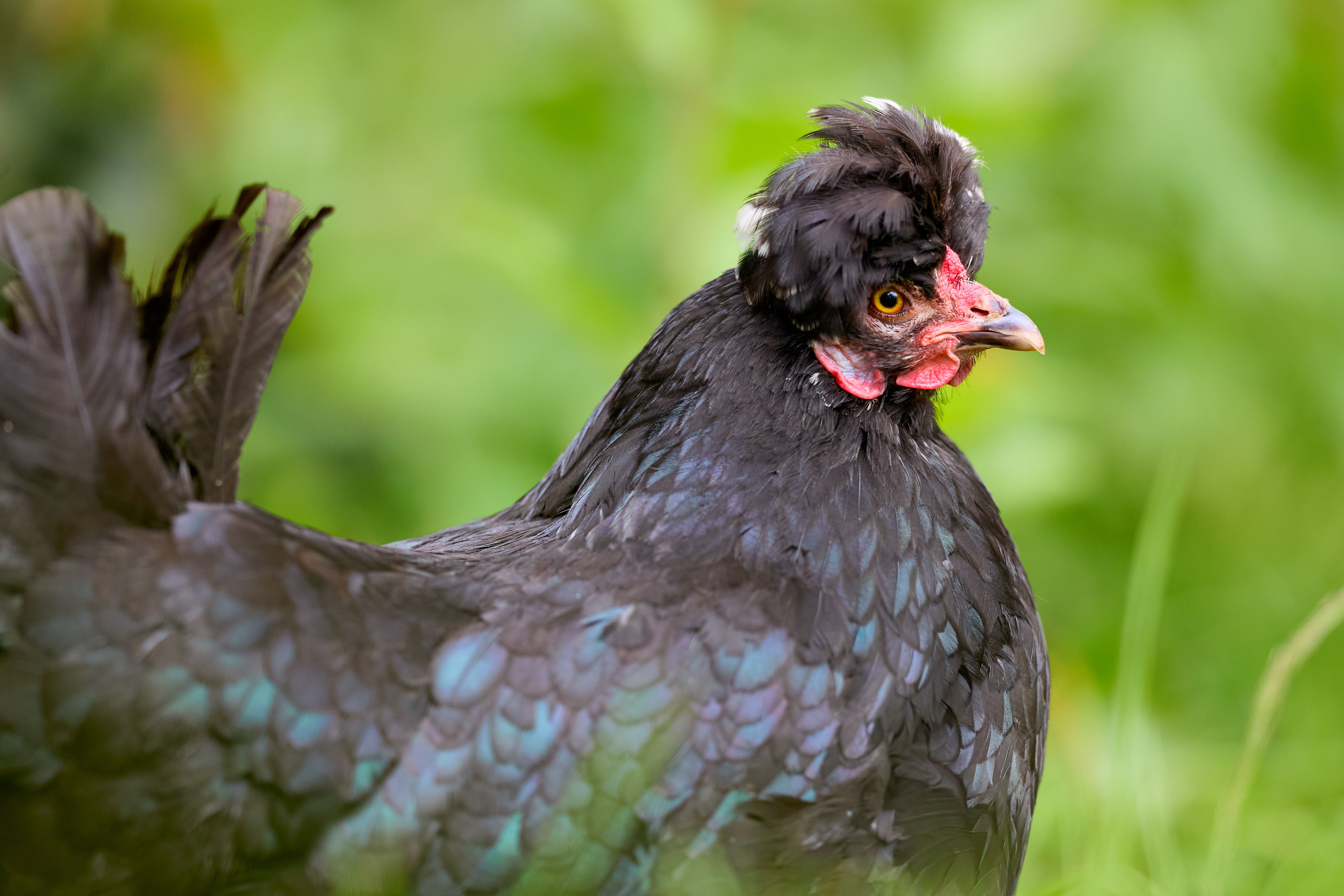Crested Black Chicken in Lush Greenery · Free Stock Photo