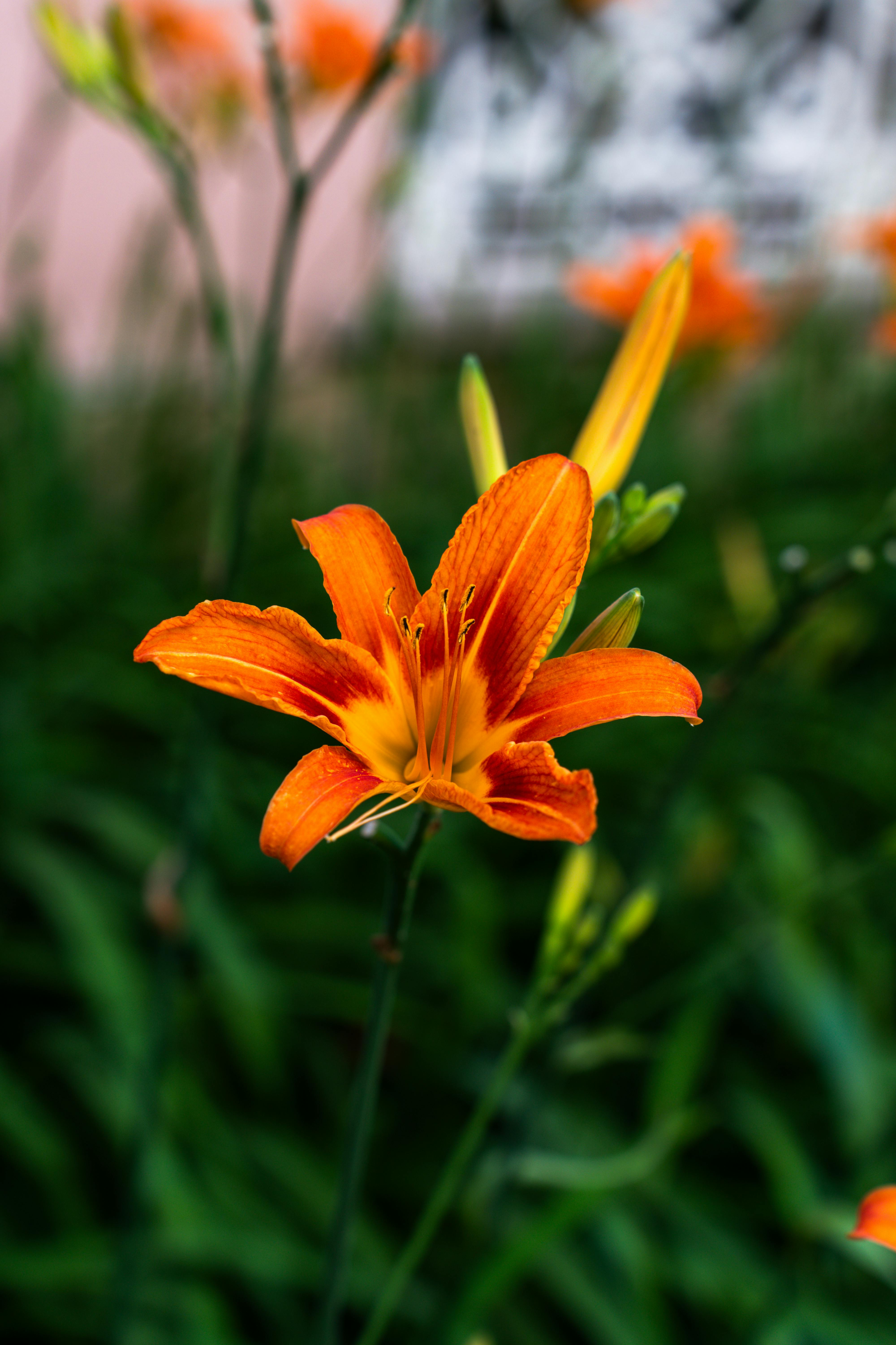 Orange Color Photos, Download The BEST Free Orange Color Stock Photos ...