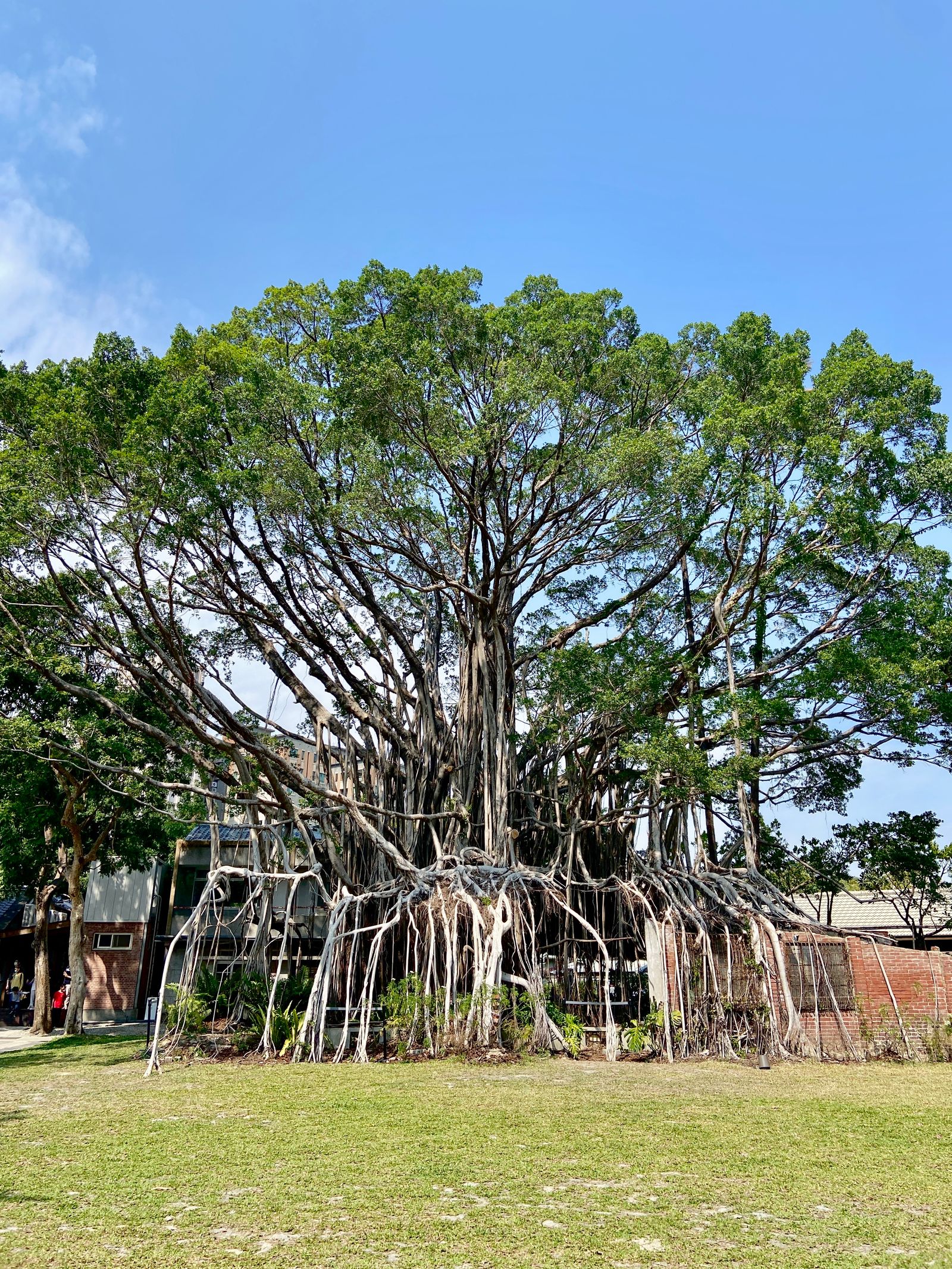 Banyan Tree Photos, Download The BEST Free Banyan Tree Stock Photos ...