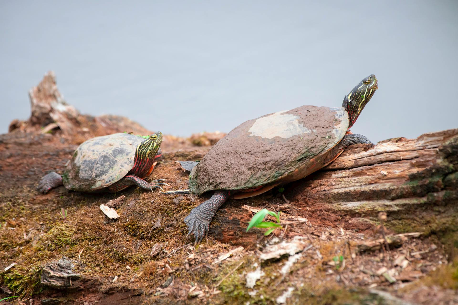 Common Snapping Turtle Species Habitat and Everyday Behavior