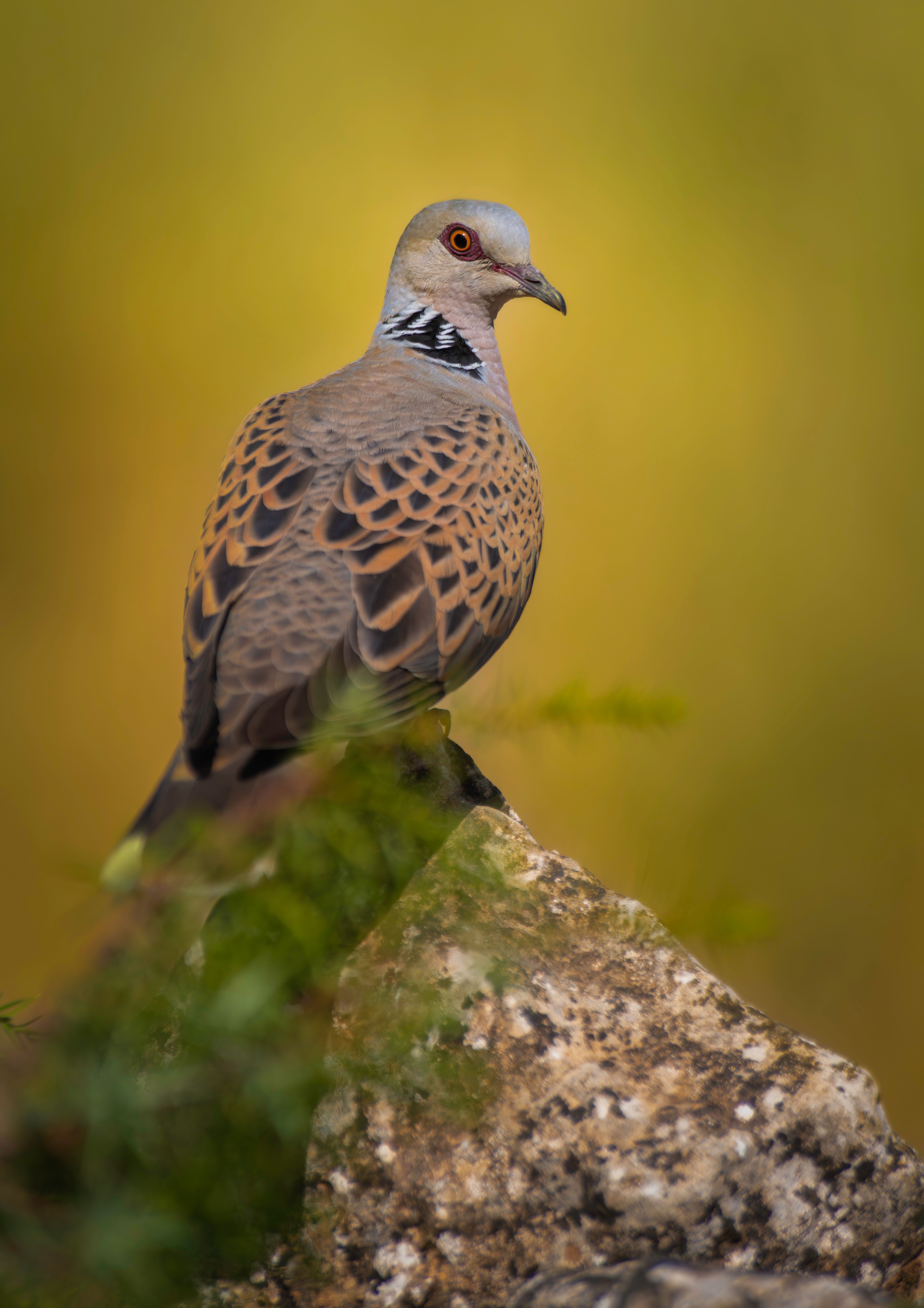 Turtle Dove Photos, Download The BEST Free Turtle Dove Stock Photos ...