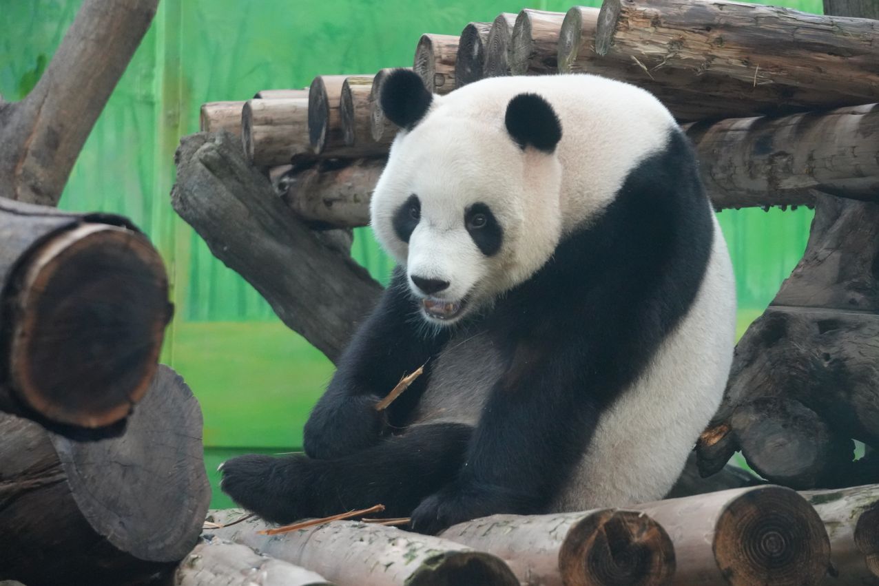 Should Exotic Animals Be Kept in Captivity Safely