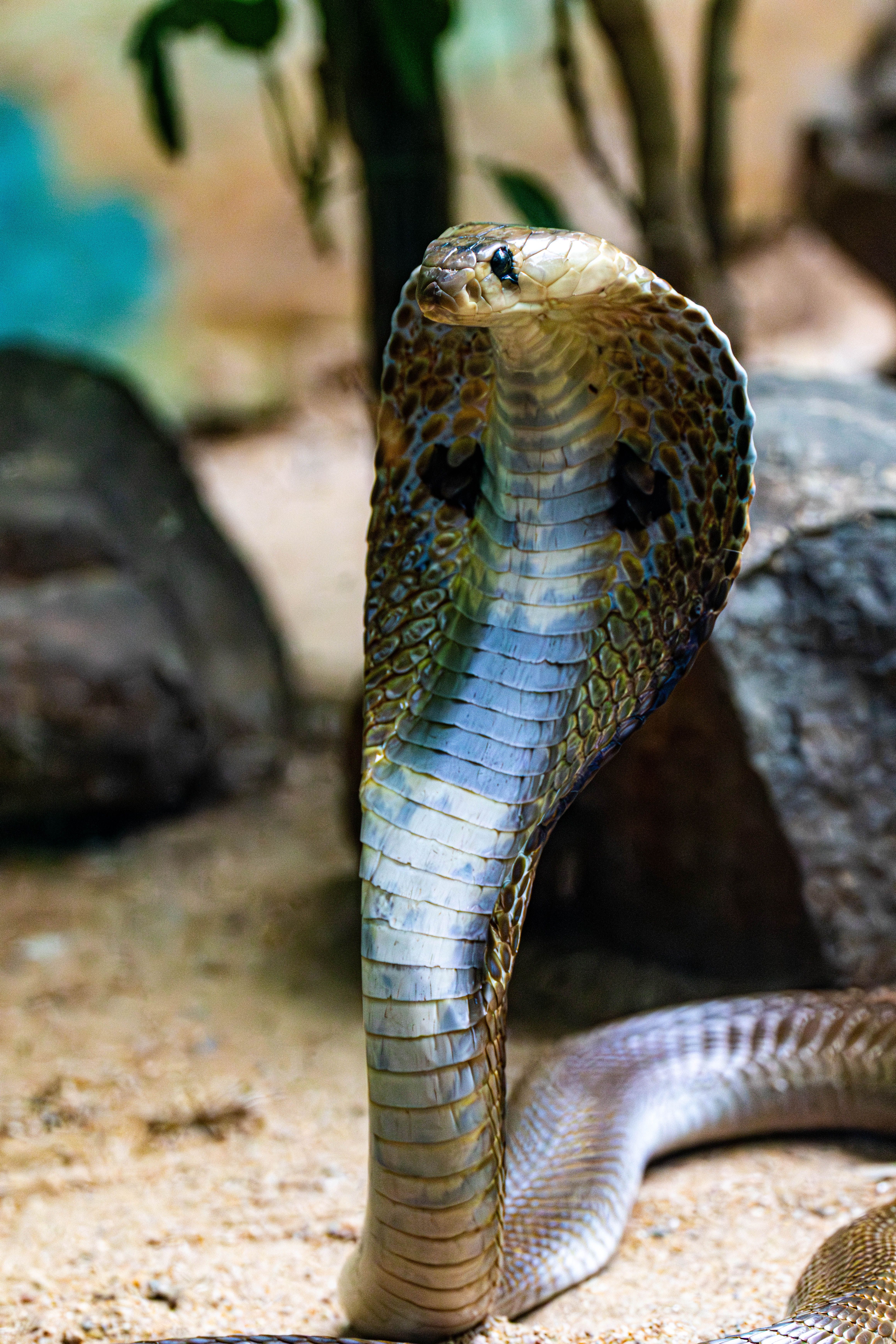 Hd Images Snake Photos, Download The BEST Free Hd Images Snake Stock ...