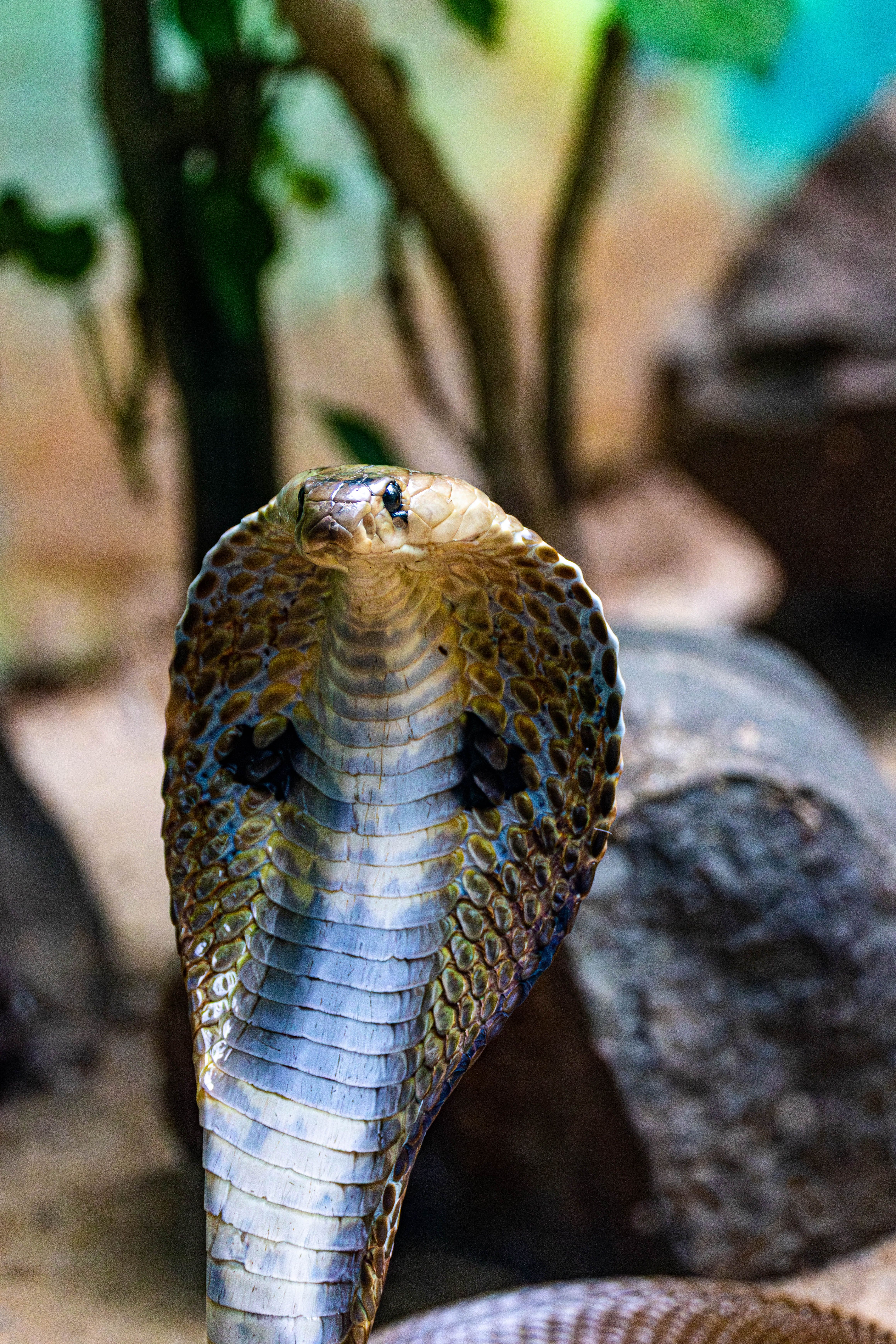 Close-up of a Majestic Indian Cobra in Natural Habitat · Free Stock Photo