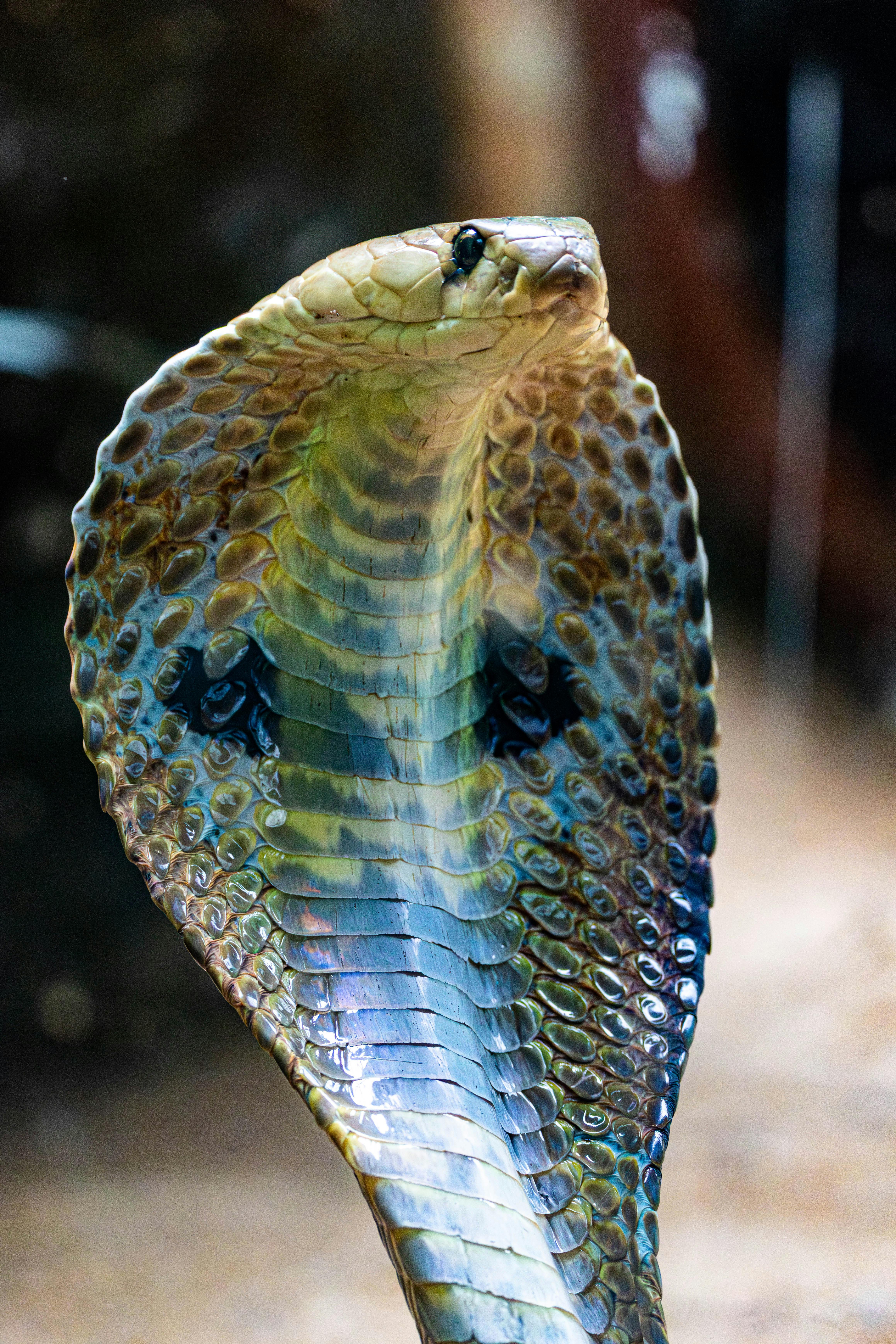 A Lot Of Snakes Photos, Download The BEST Free A Lot Of Snakes Stock ...