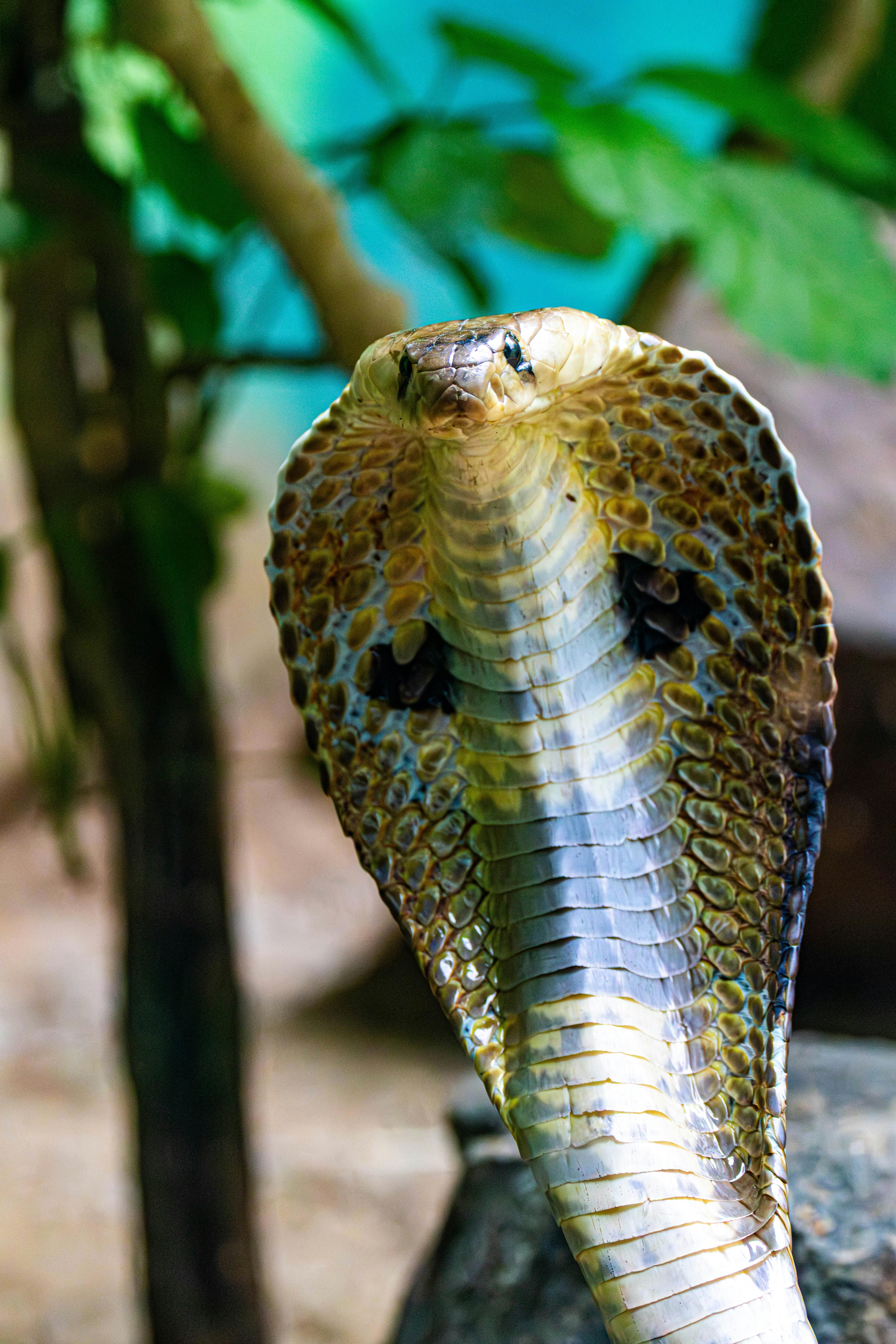 Python Launguge Photos, Download The BEST Free Python Launguge Stock ...