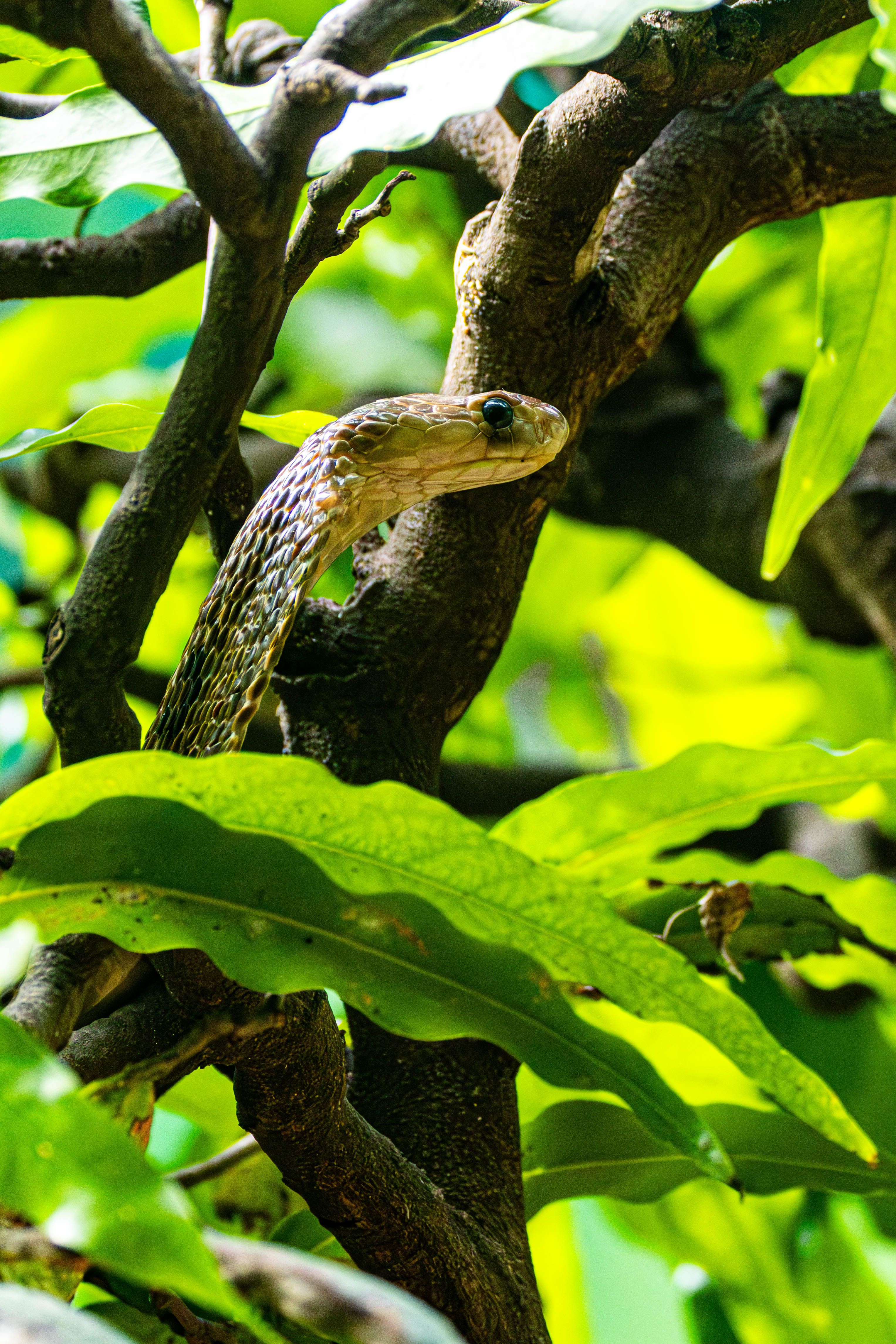 Eve And Serpent On The Tree Animation Photos, Download The BEST Free ...