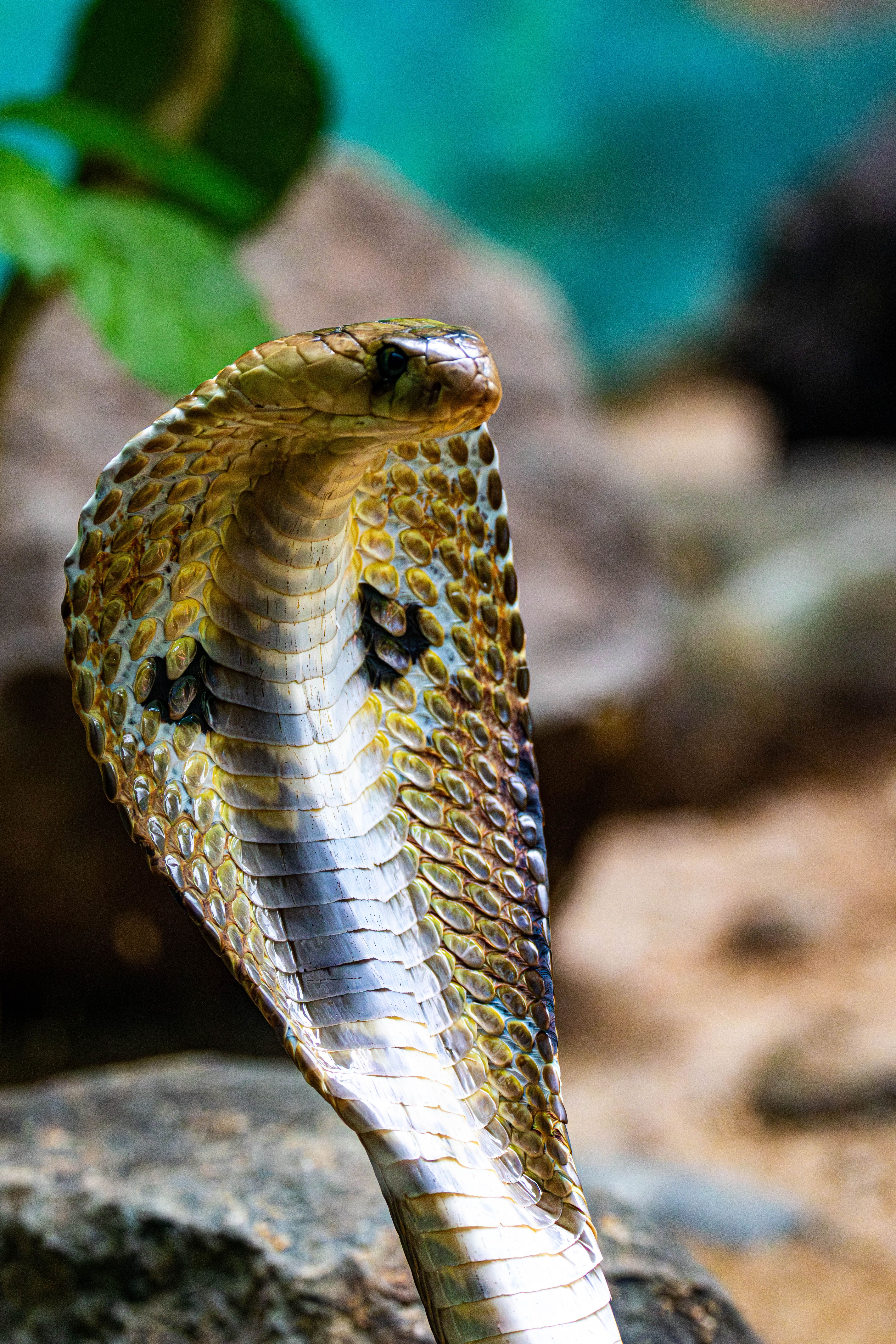 Close-up of Indian Cobra with Raised Hood · Free Stock Photo