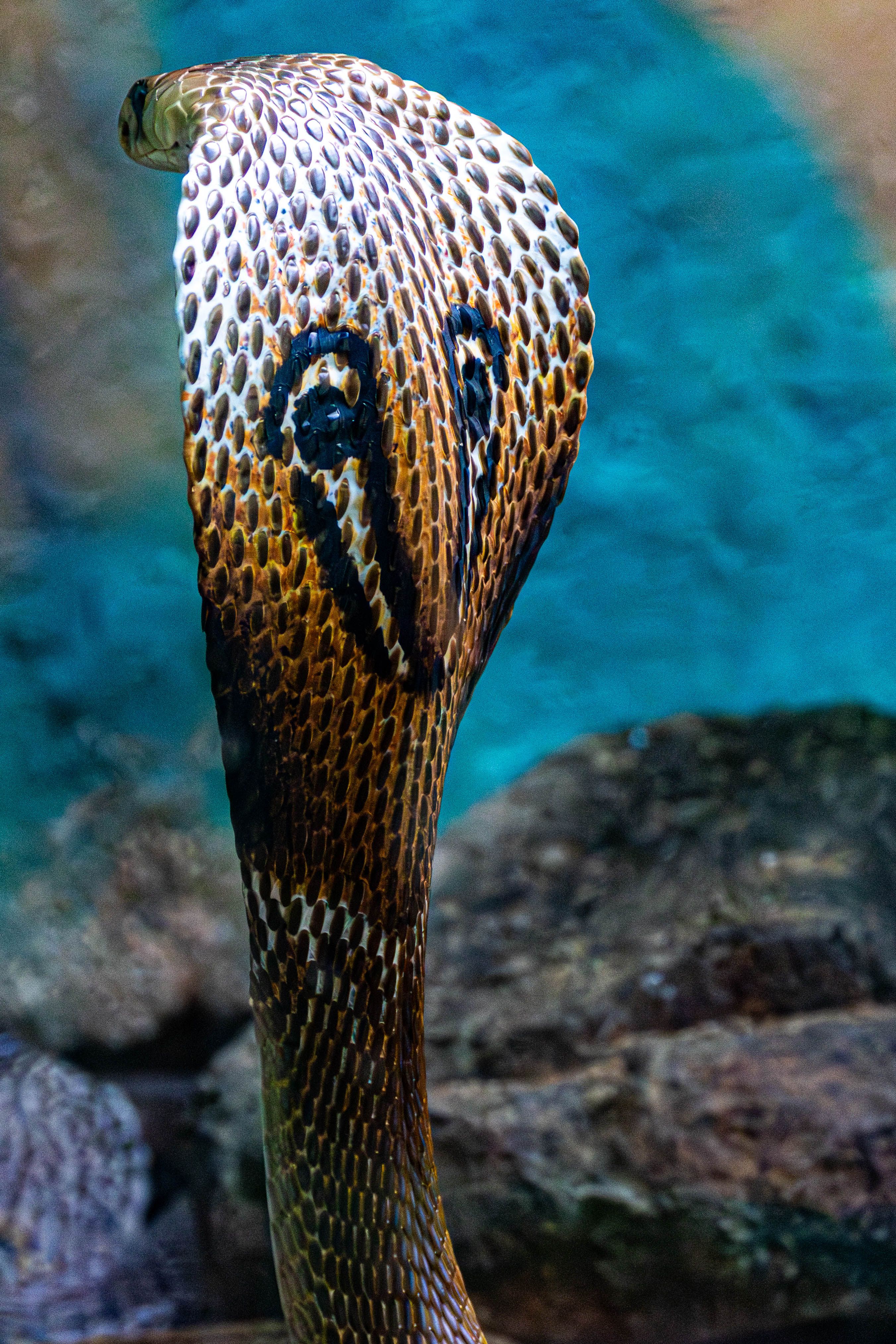 Close-up of Cobra Snake with Hood Raised · Free Stock Photo
