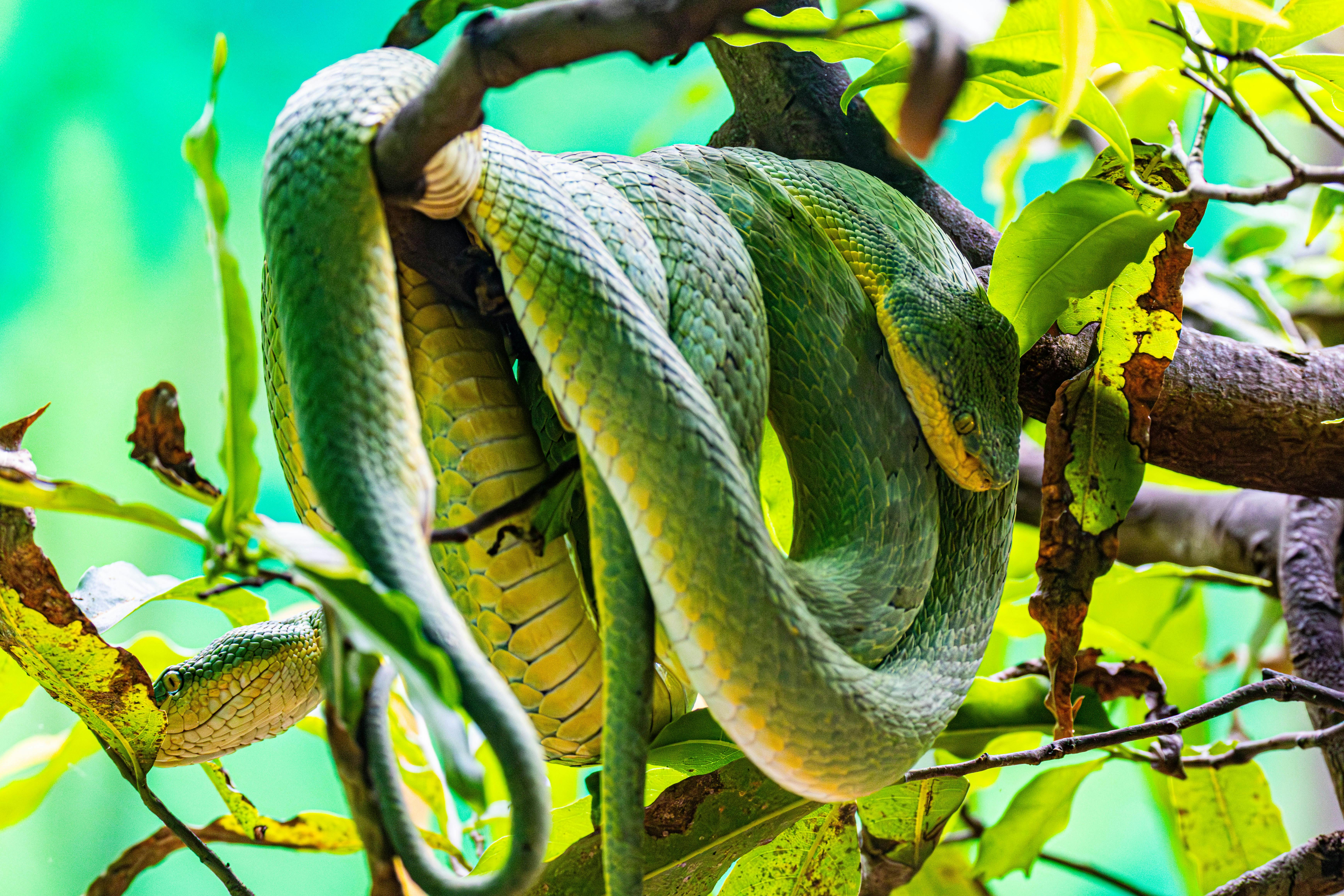 Vibrant Green Snake Coiled on Tree Branch · Free Stock Photo