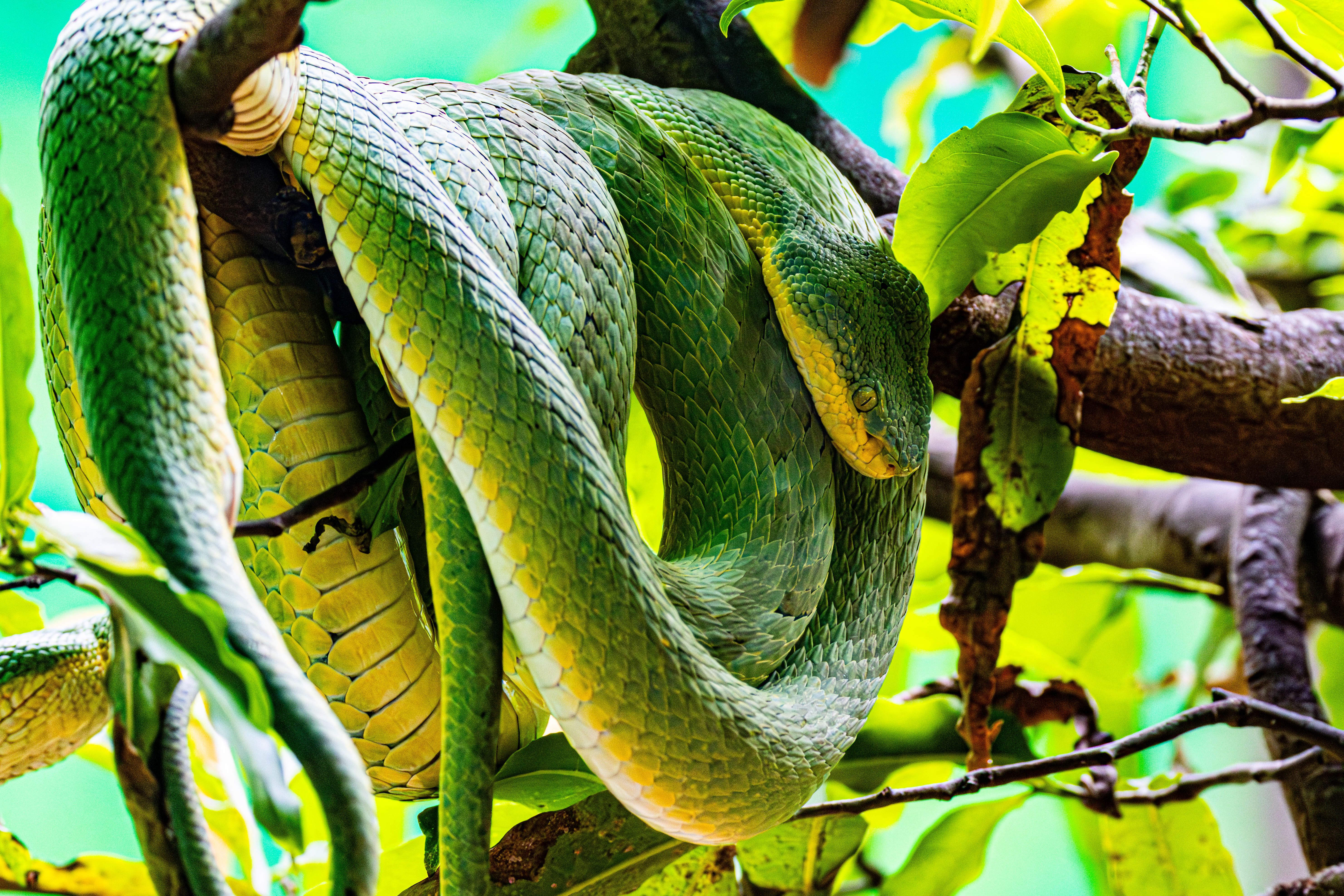 Vibrant Green Snake Coiled on Tree Branch · Free Stock Photo