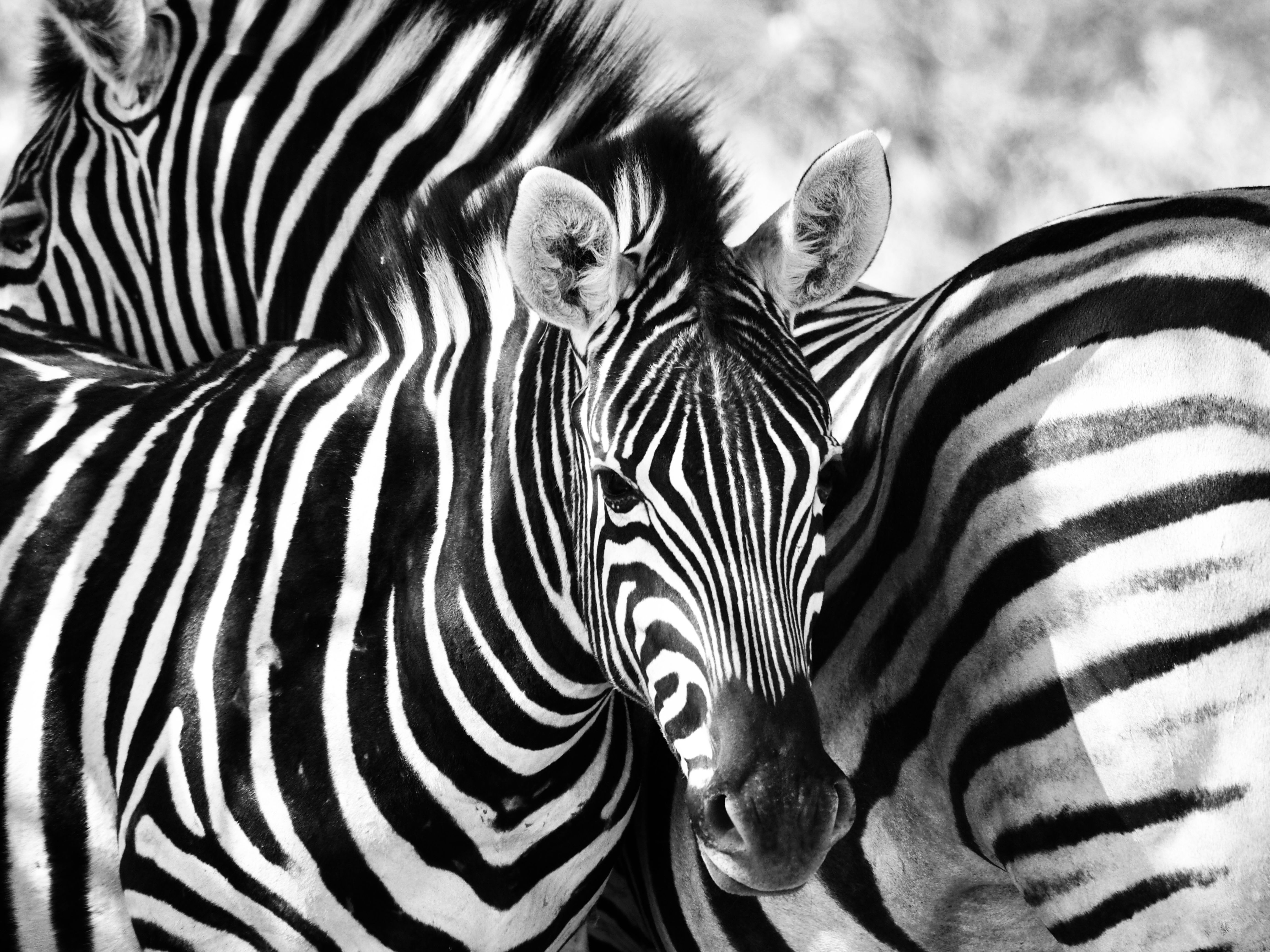 Black and White Zebra · Free Stock Photo