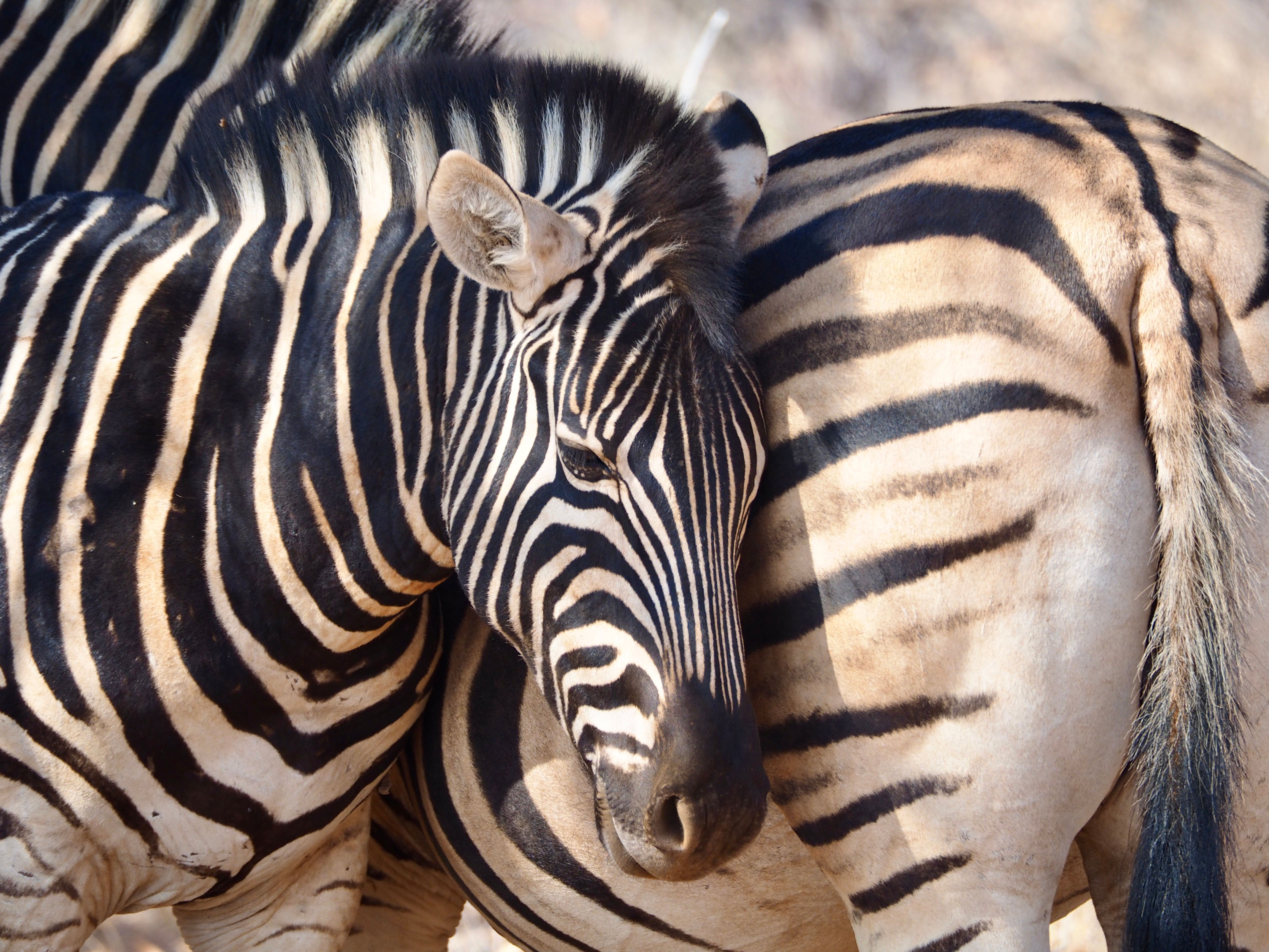 Zebra's Eye · Free Stock Photo