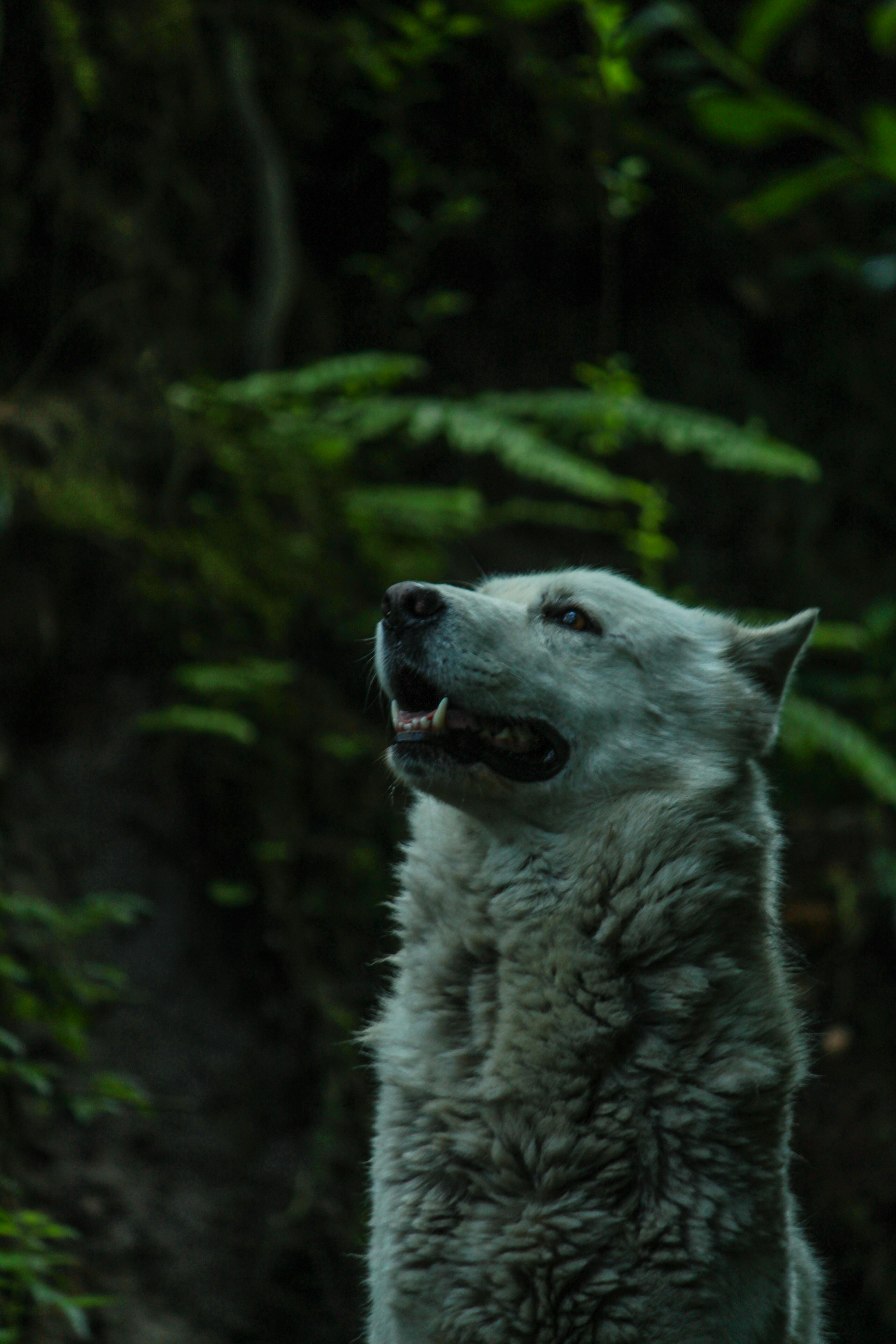 Wolf Howling Photos, Download The BEST Free Wolf Howling Stock Photos ...