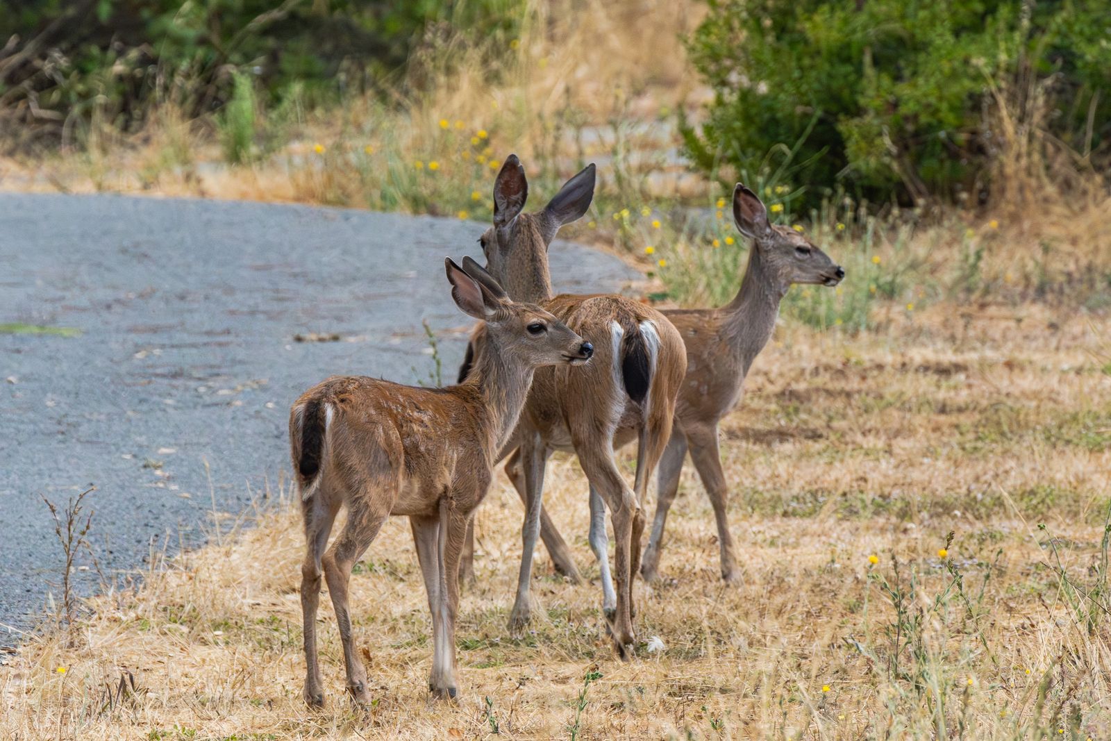 Mule Deer Photos, Download The BEST Free Mule Deer Stock Photos & HD Images