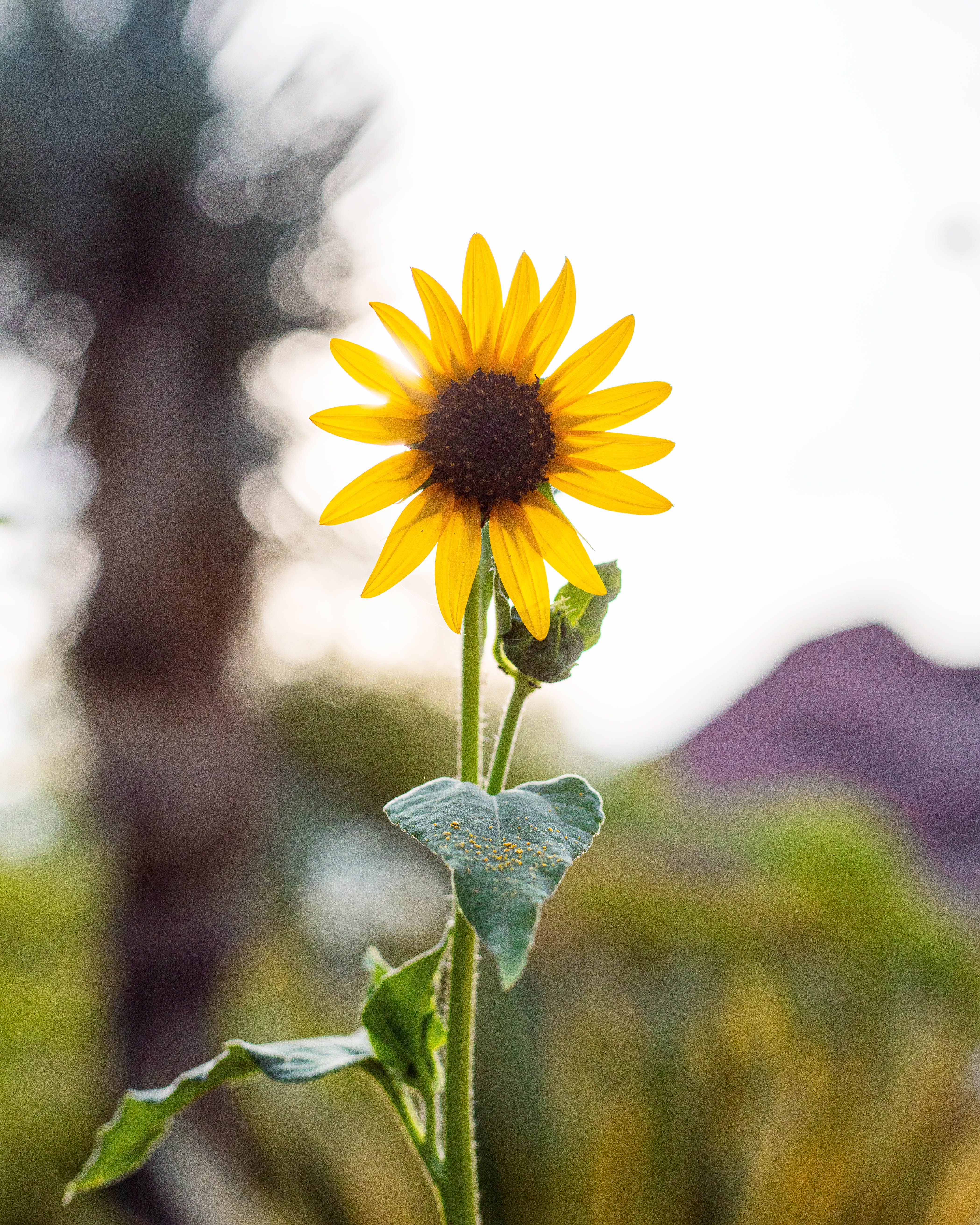 Vibrant Yellow Wildflower Bouquet Outdoors · Free Stock Photo