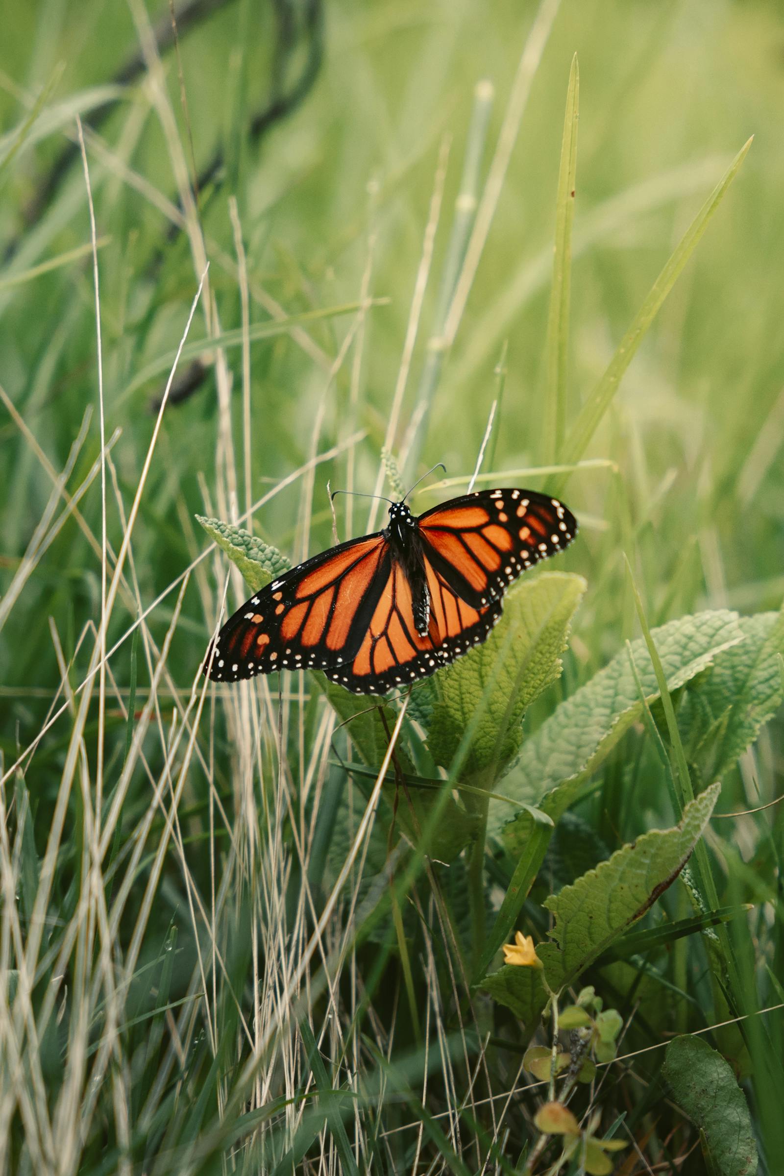 Monarch Butterfly Photos, Download The BEST Free Monarch Butterfly ...
