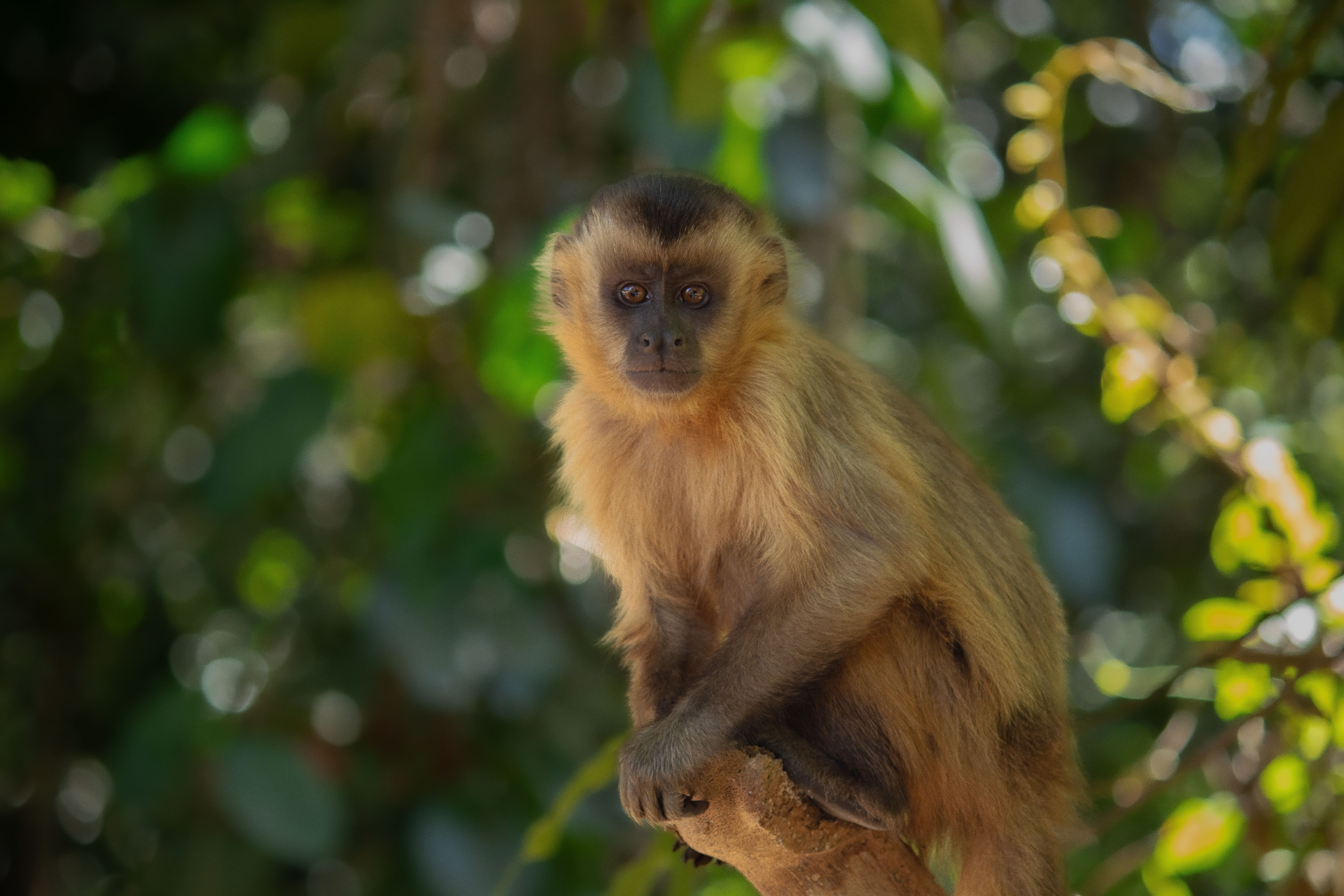 10+ melhores imagens de Monkey From Bellow · Download 100% grátis ...